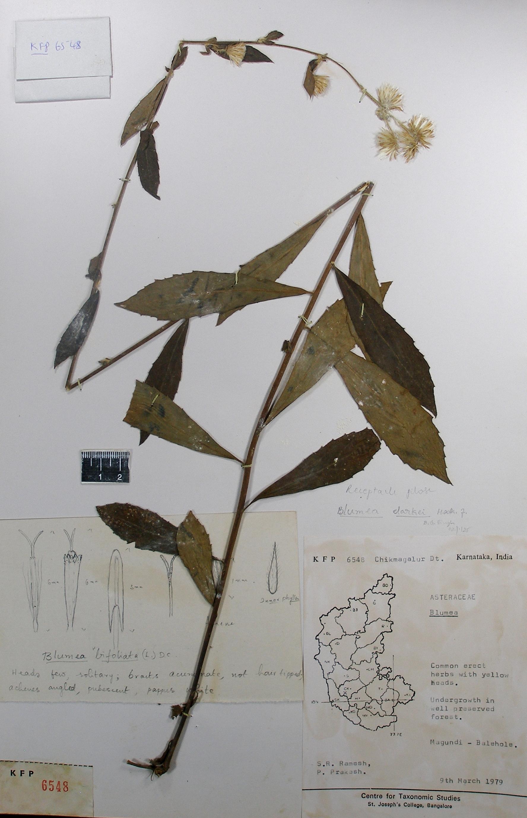 Herbarium JCB