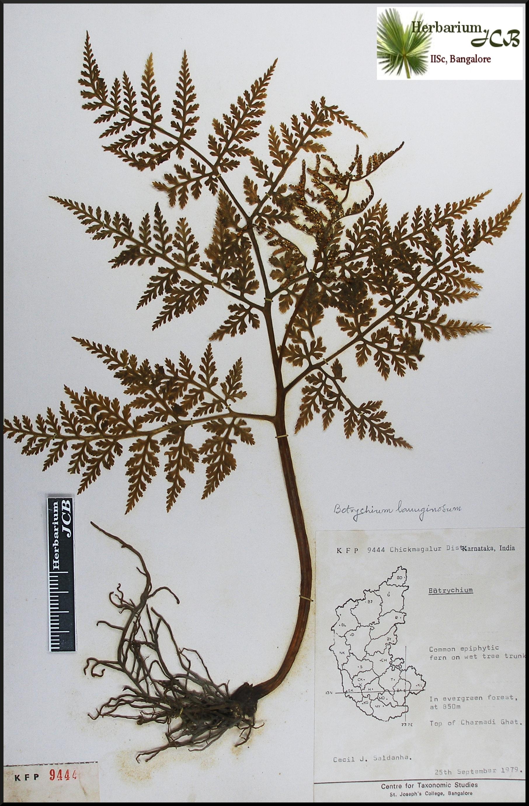 Herbarium JCB