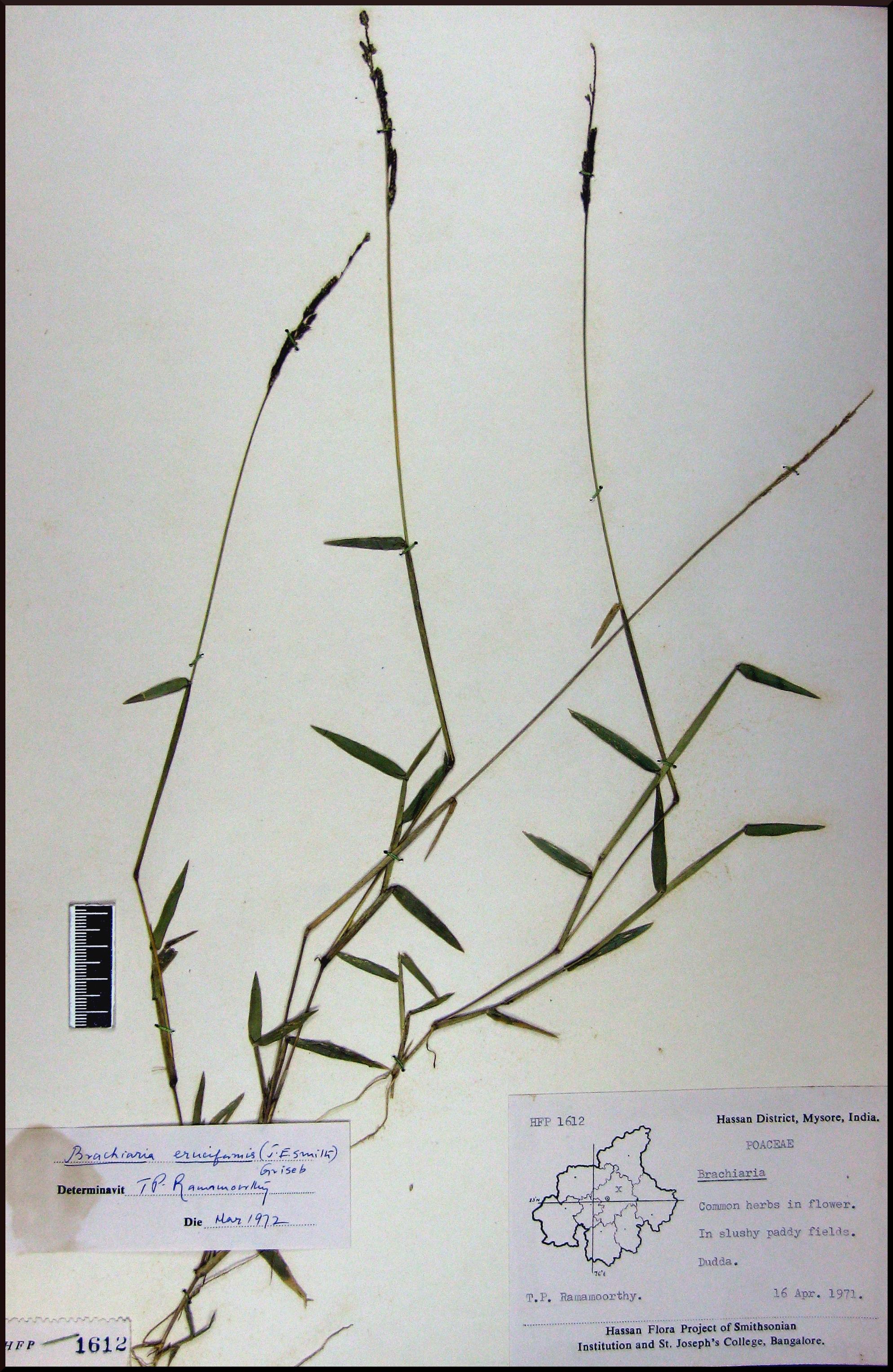 Herbarium JCB