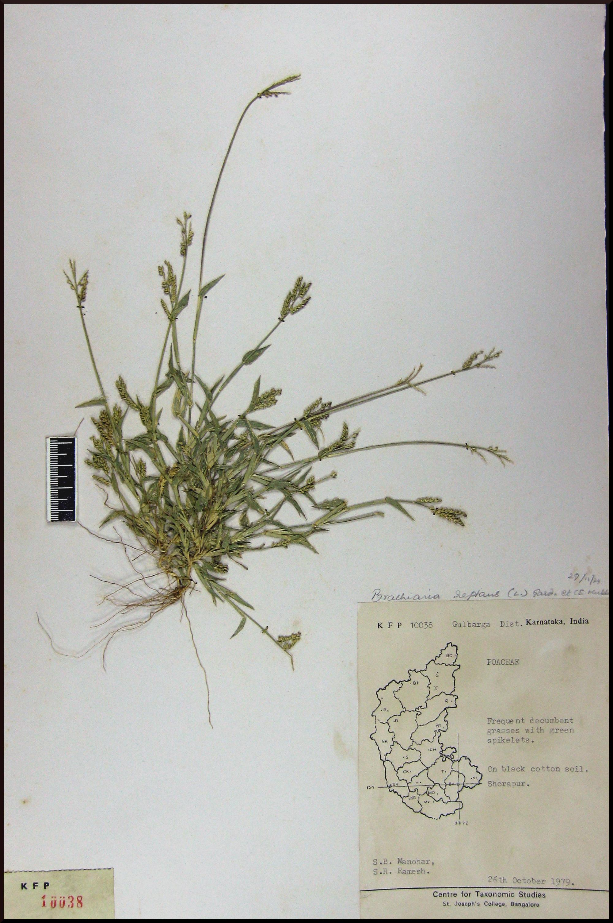 Herbarium JCB