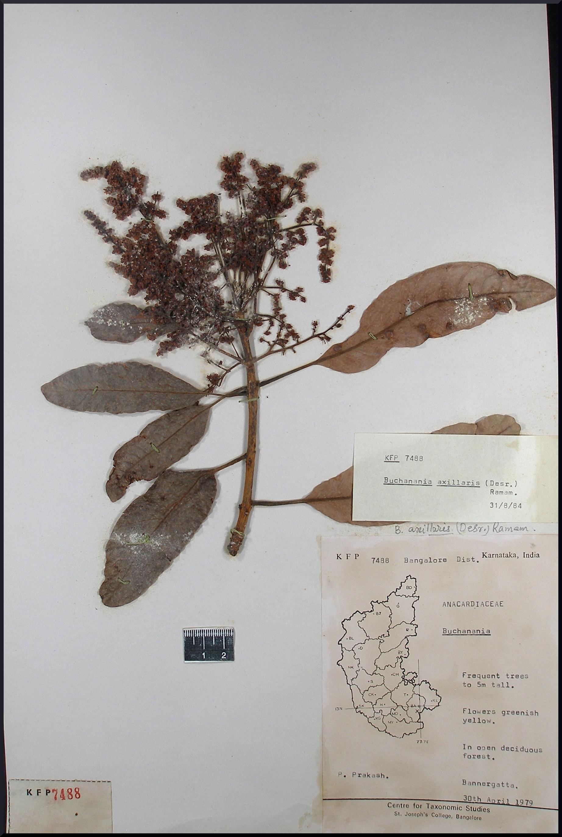 Herbarium JCB