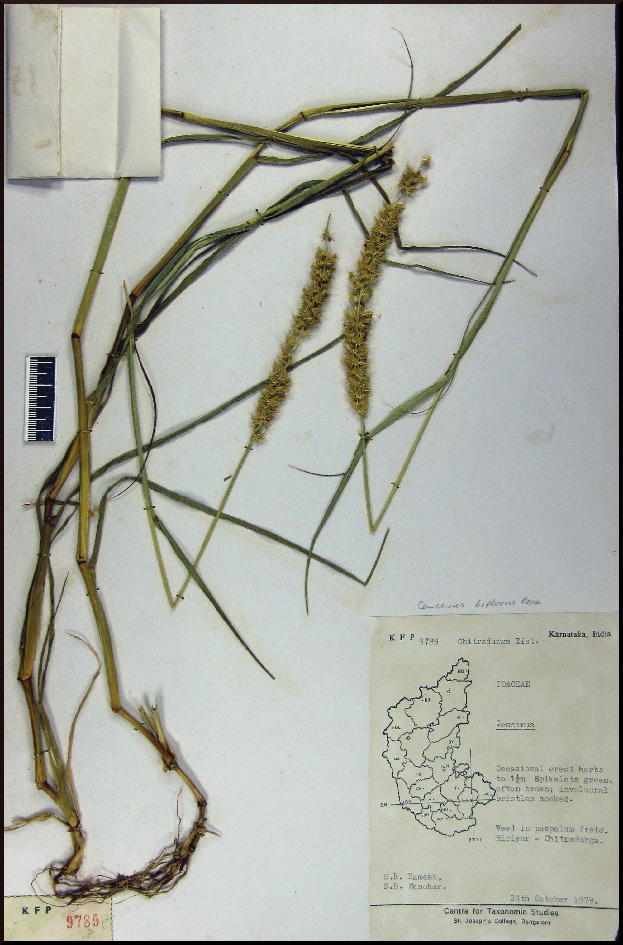 Herbarium JCB