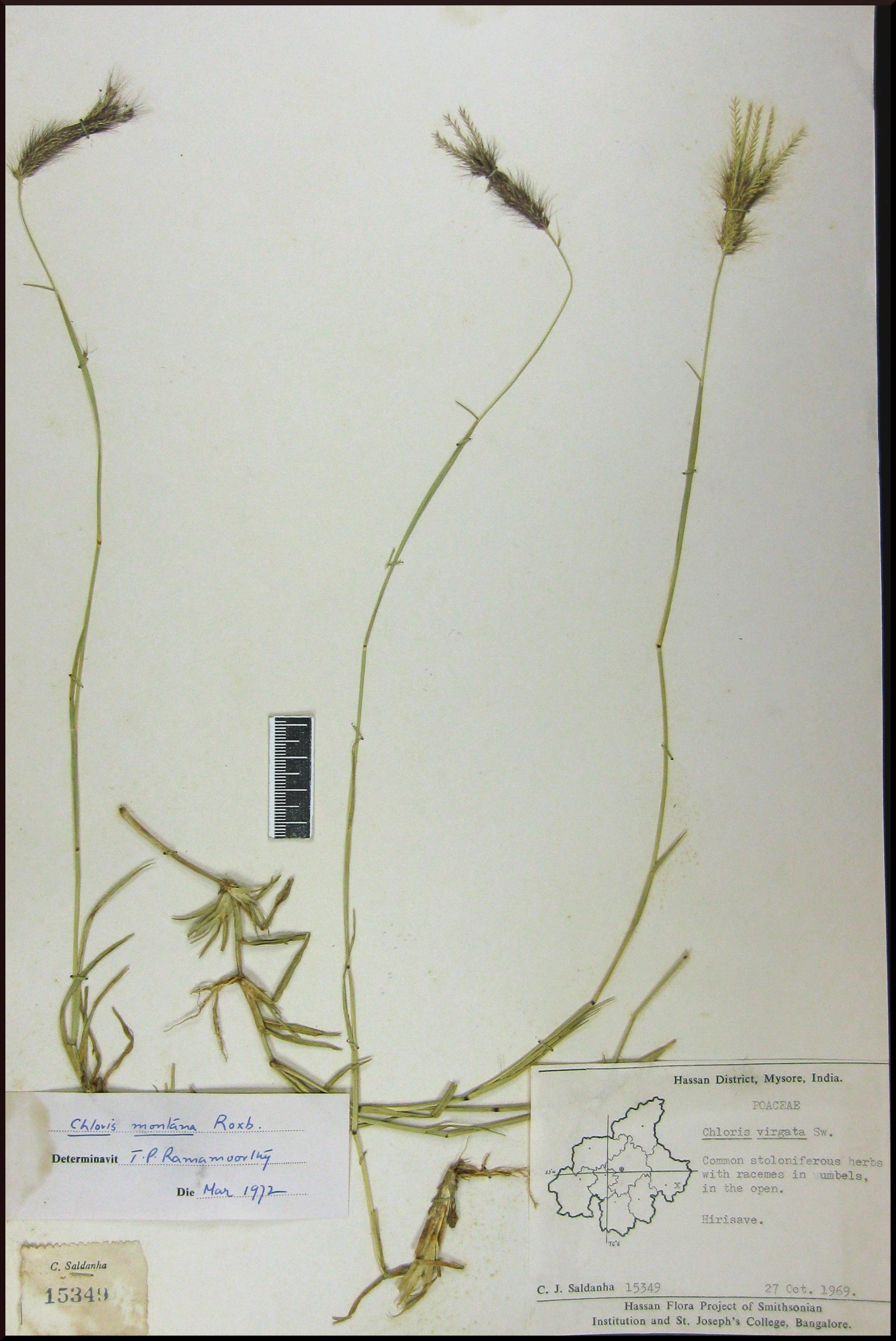 Herbarium JCB