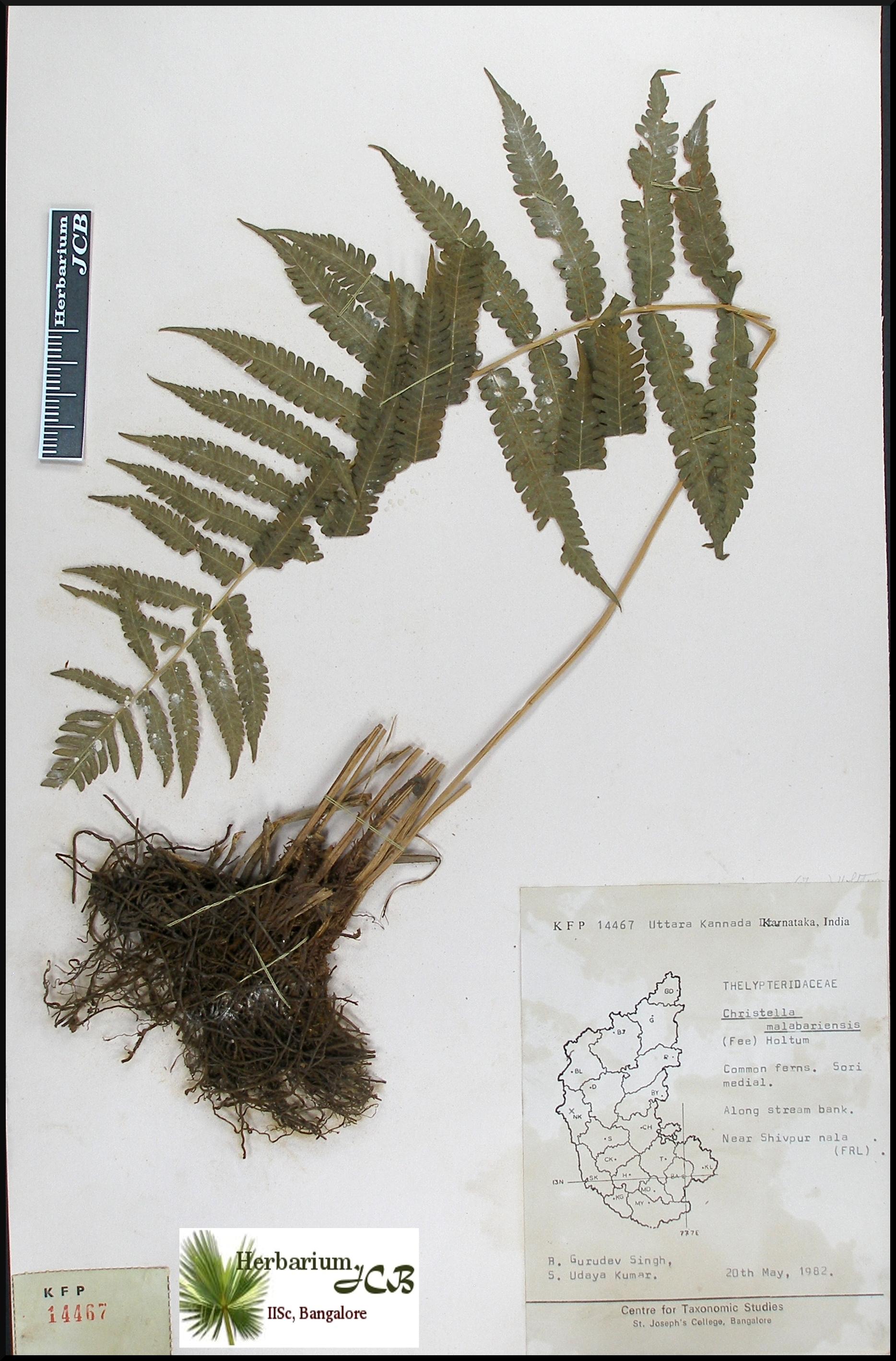 Herbarium JCB