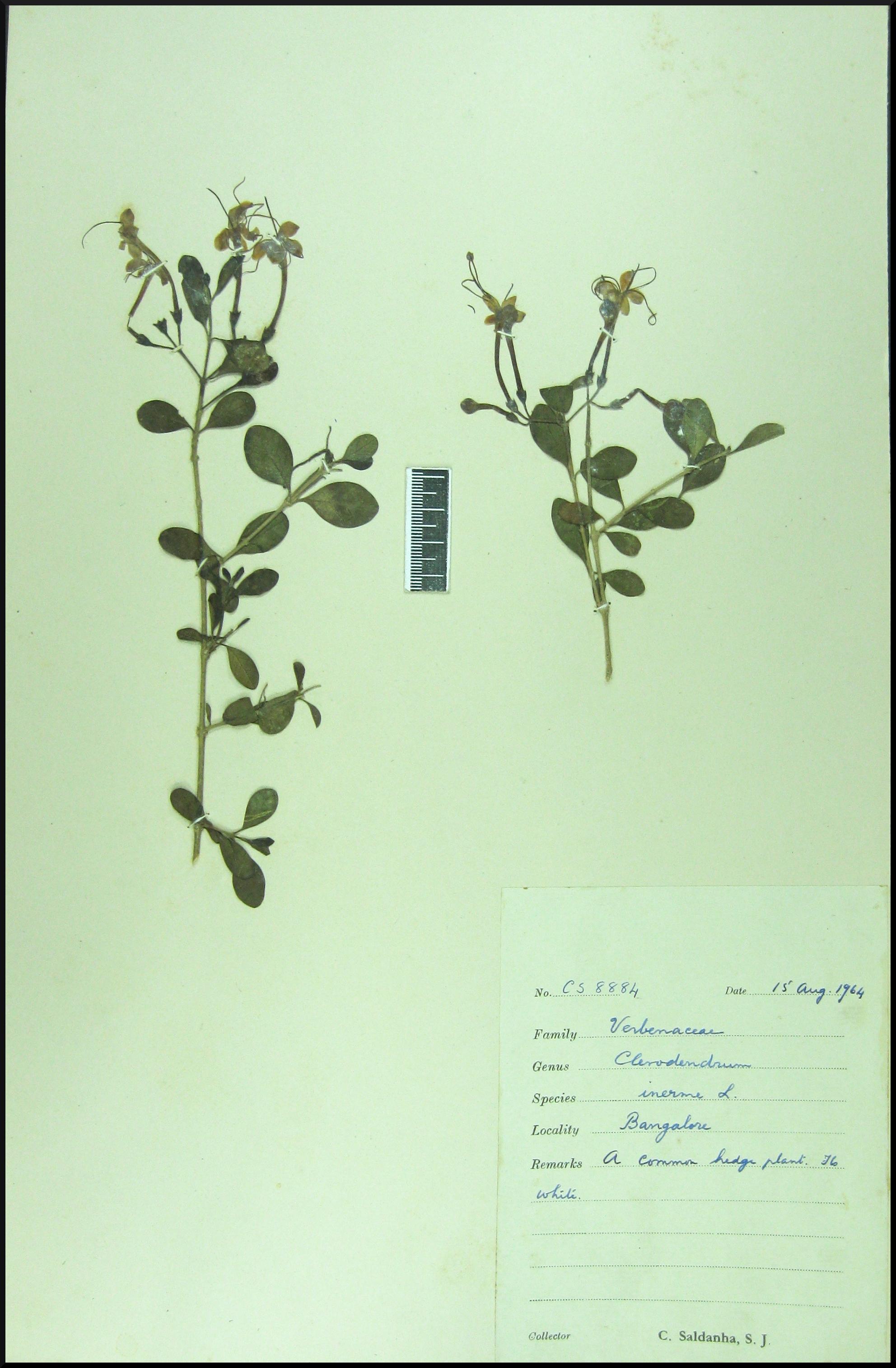 Herbarium JCB