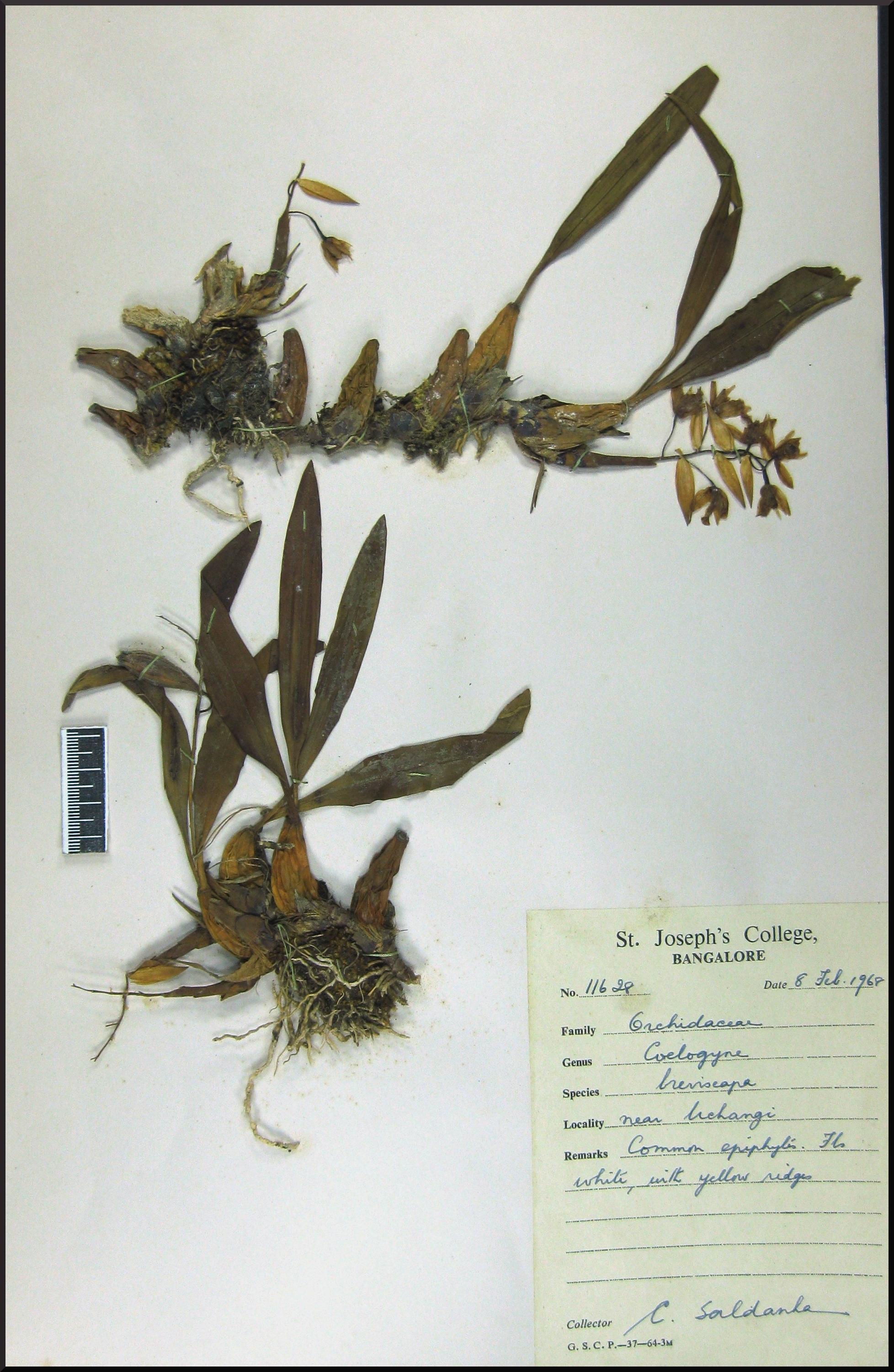 Herbarium JCB