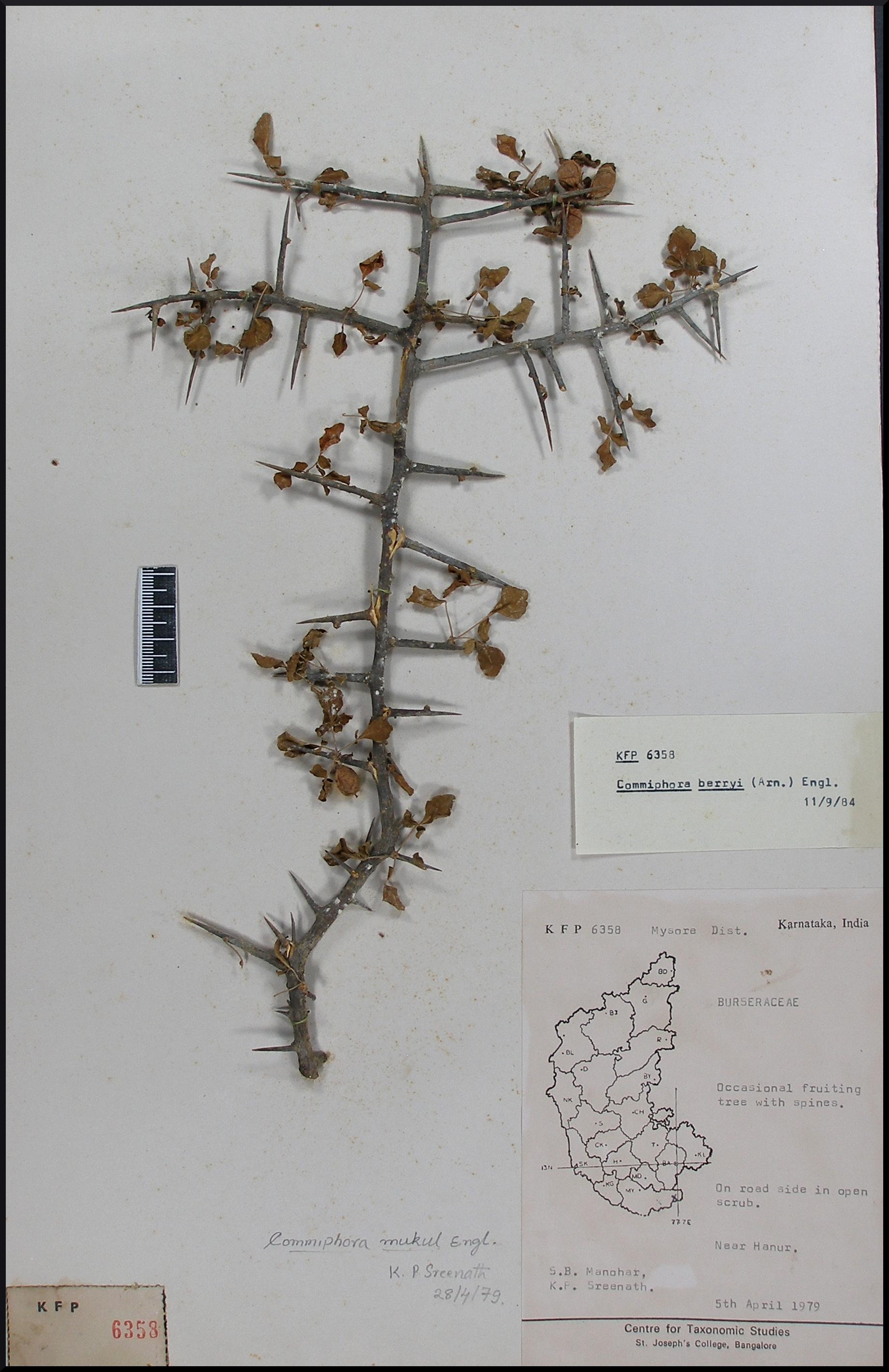 Herbarium JCB