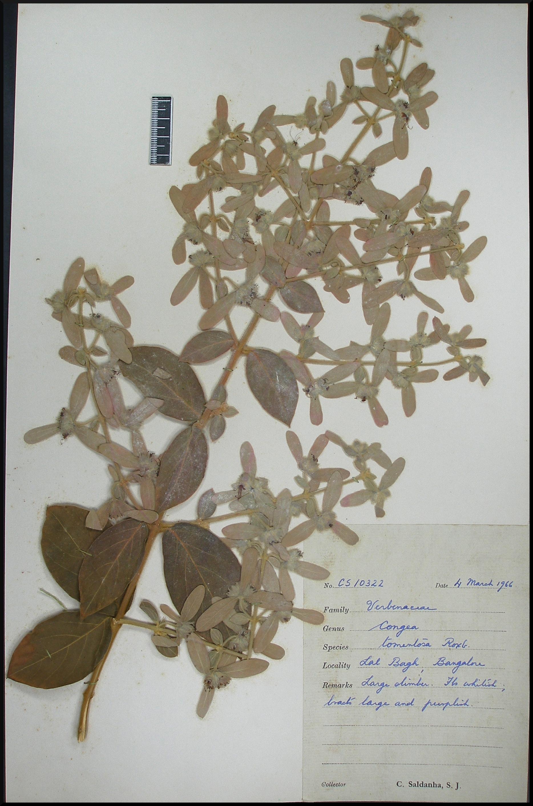 Herbarium JCB
