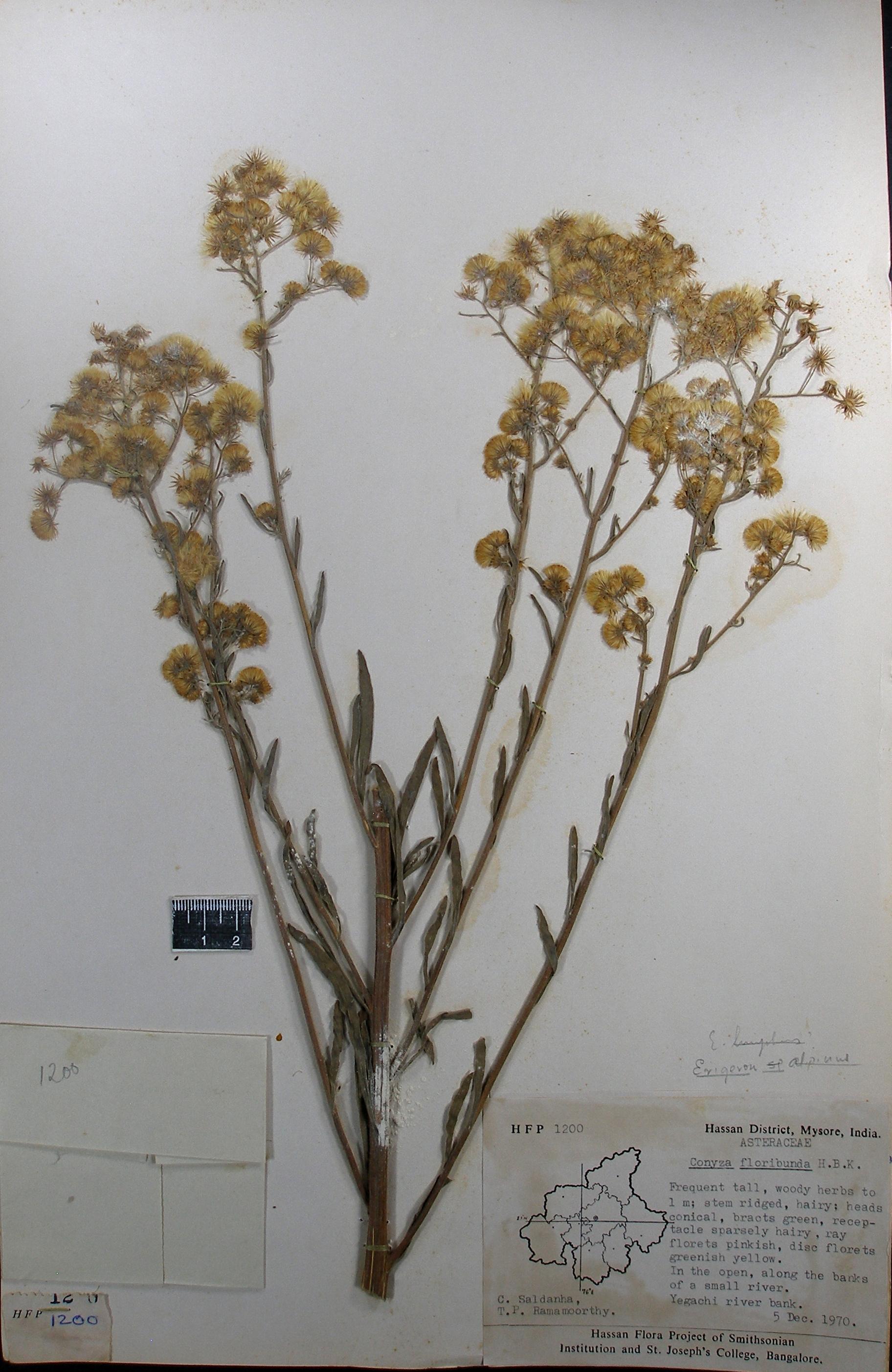 Herbarium JCB
