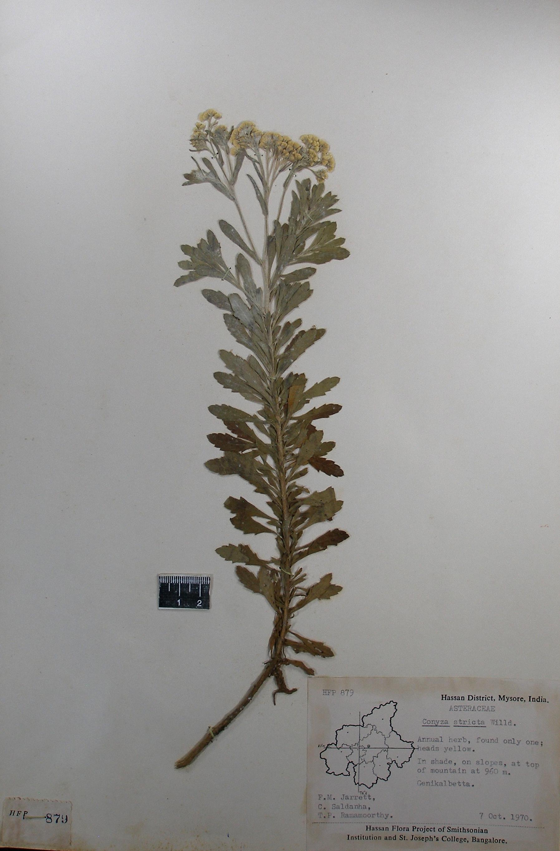 Herbarium JCB