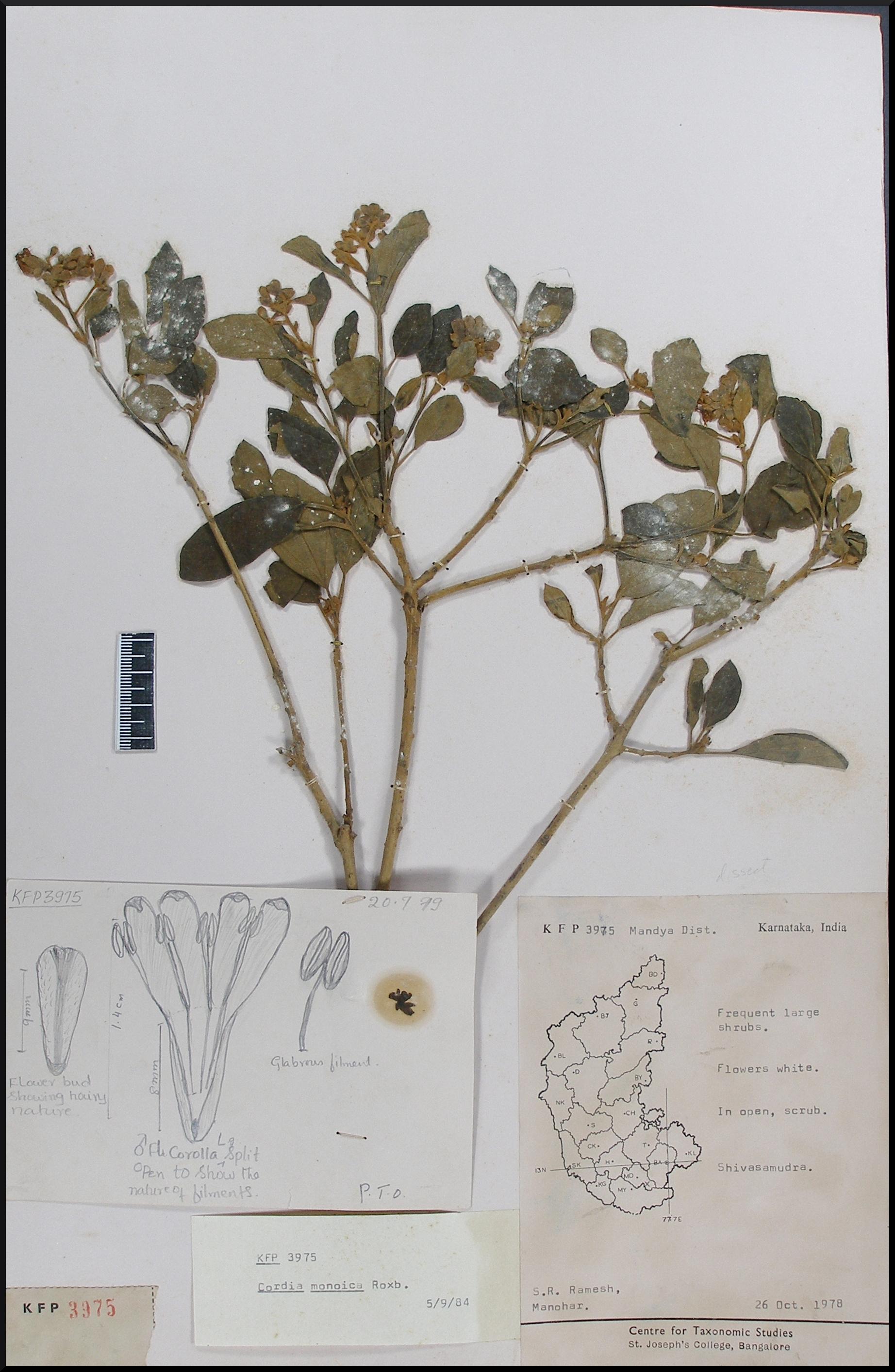 Herbarium JCB