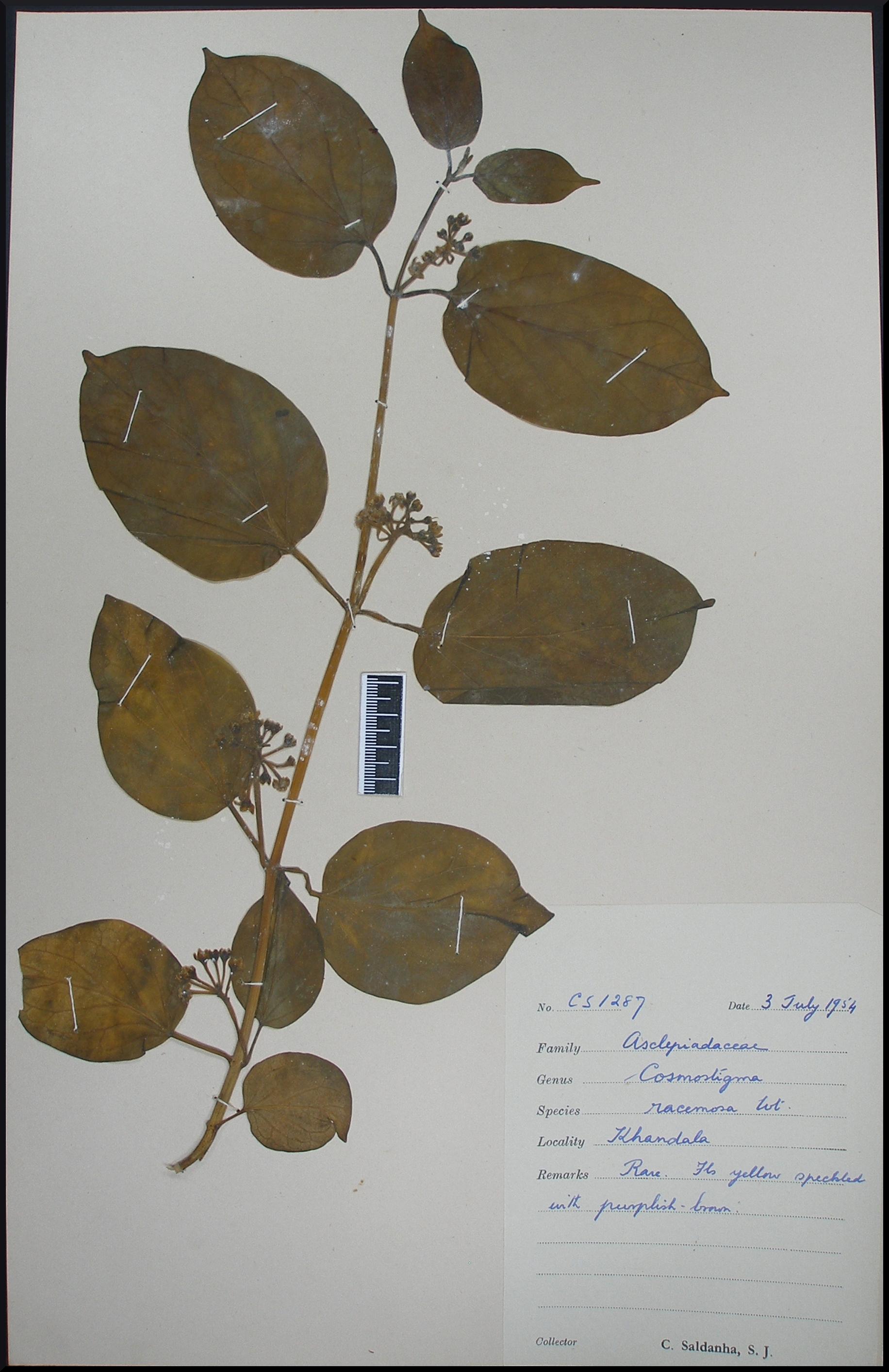 Herbarium JCB
