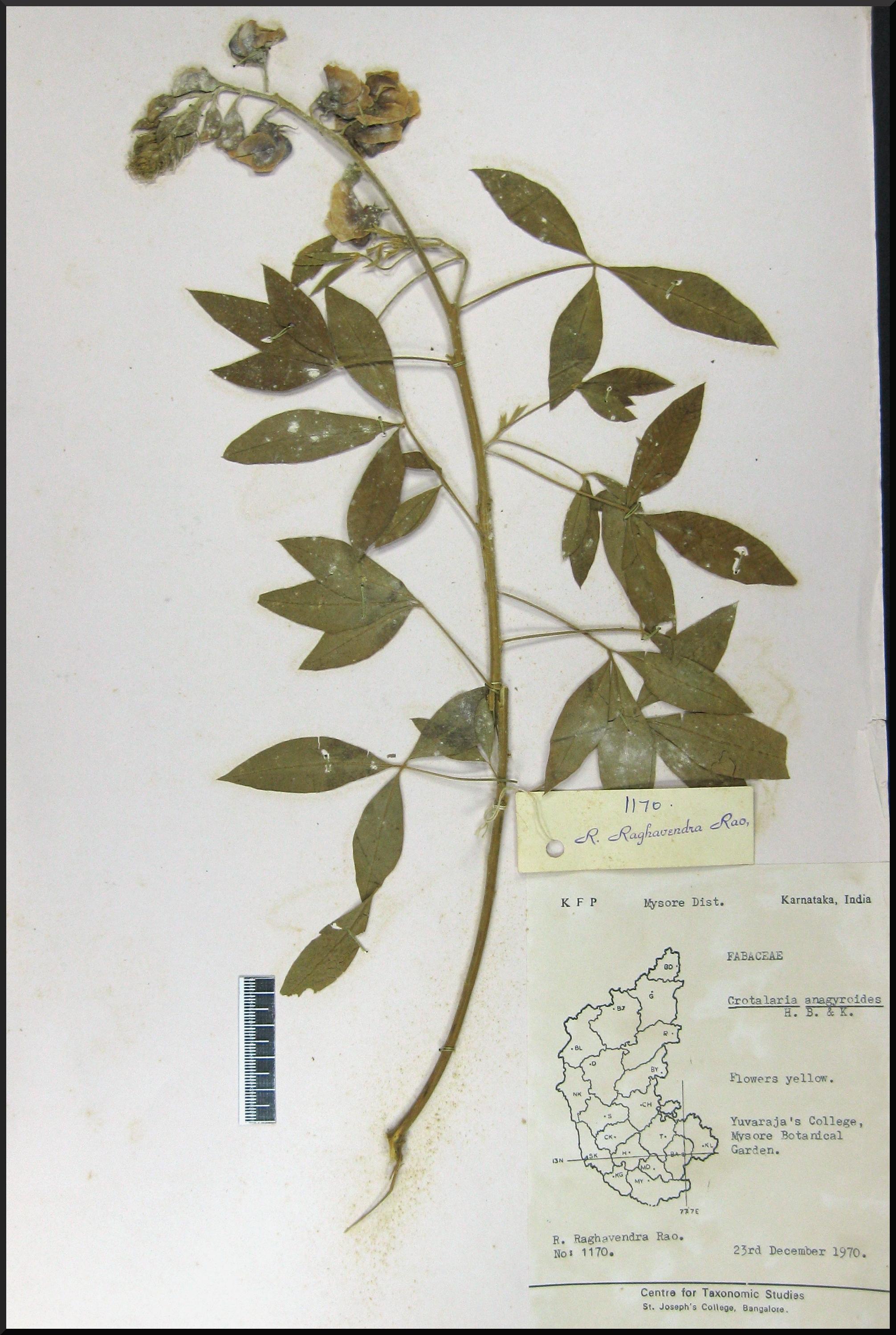 Herbarium JCB