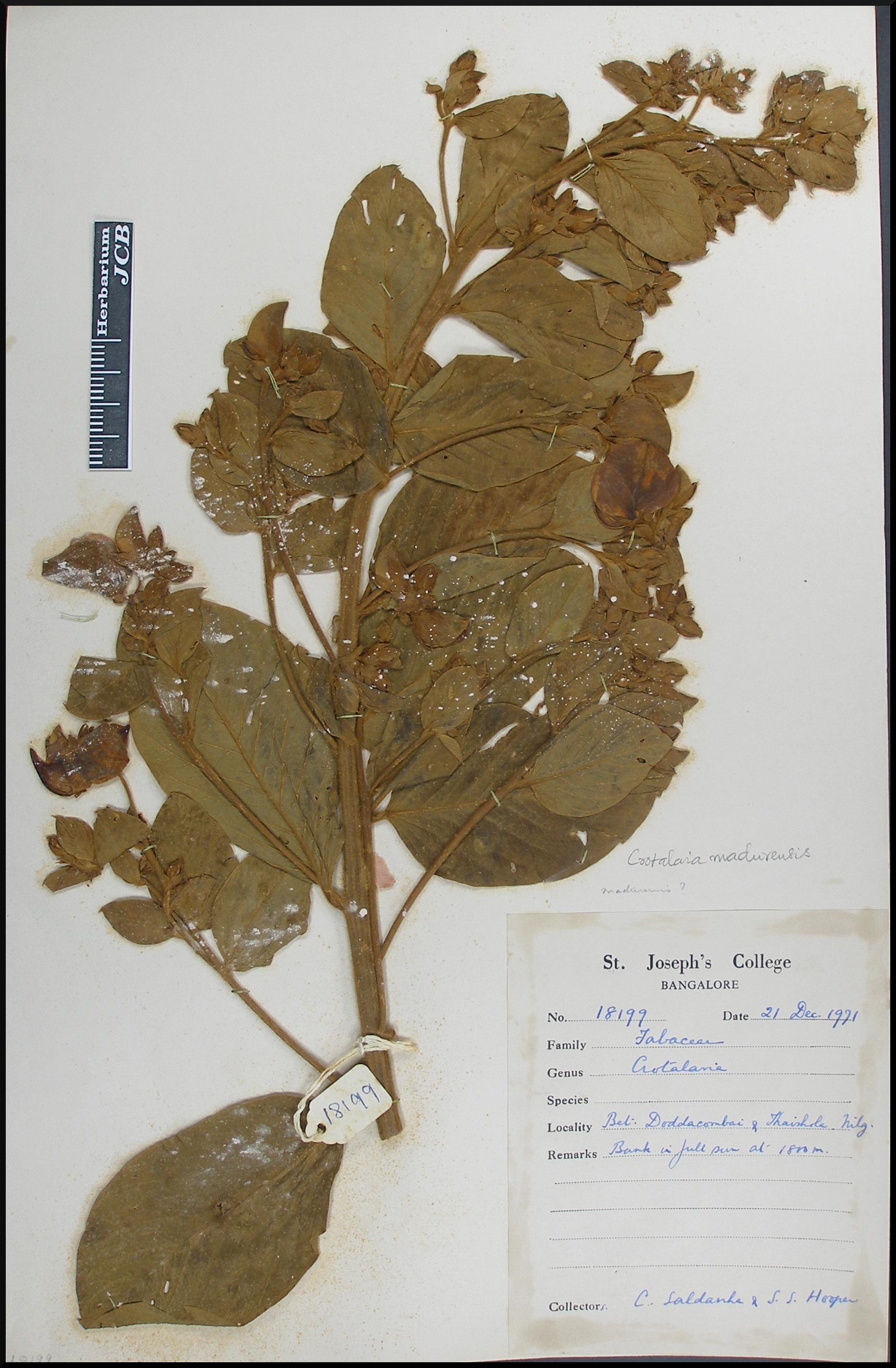 Herbarium JCB
