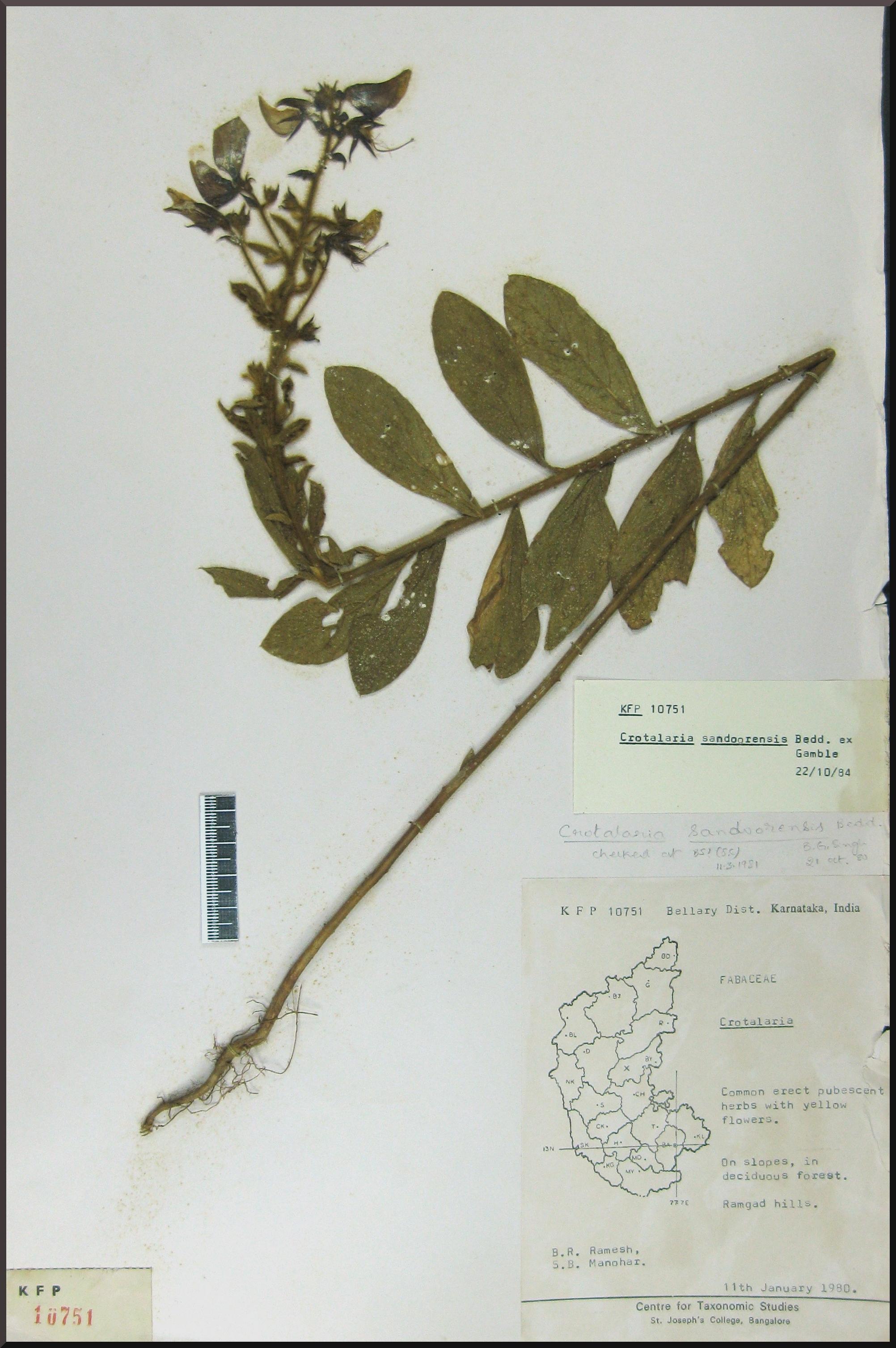 Herbarium JCB