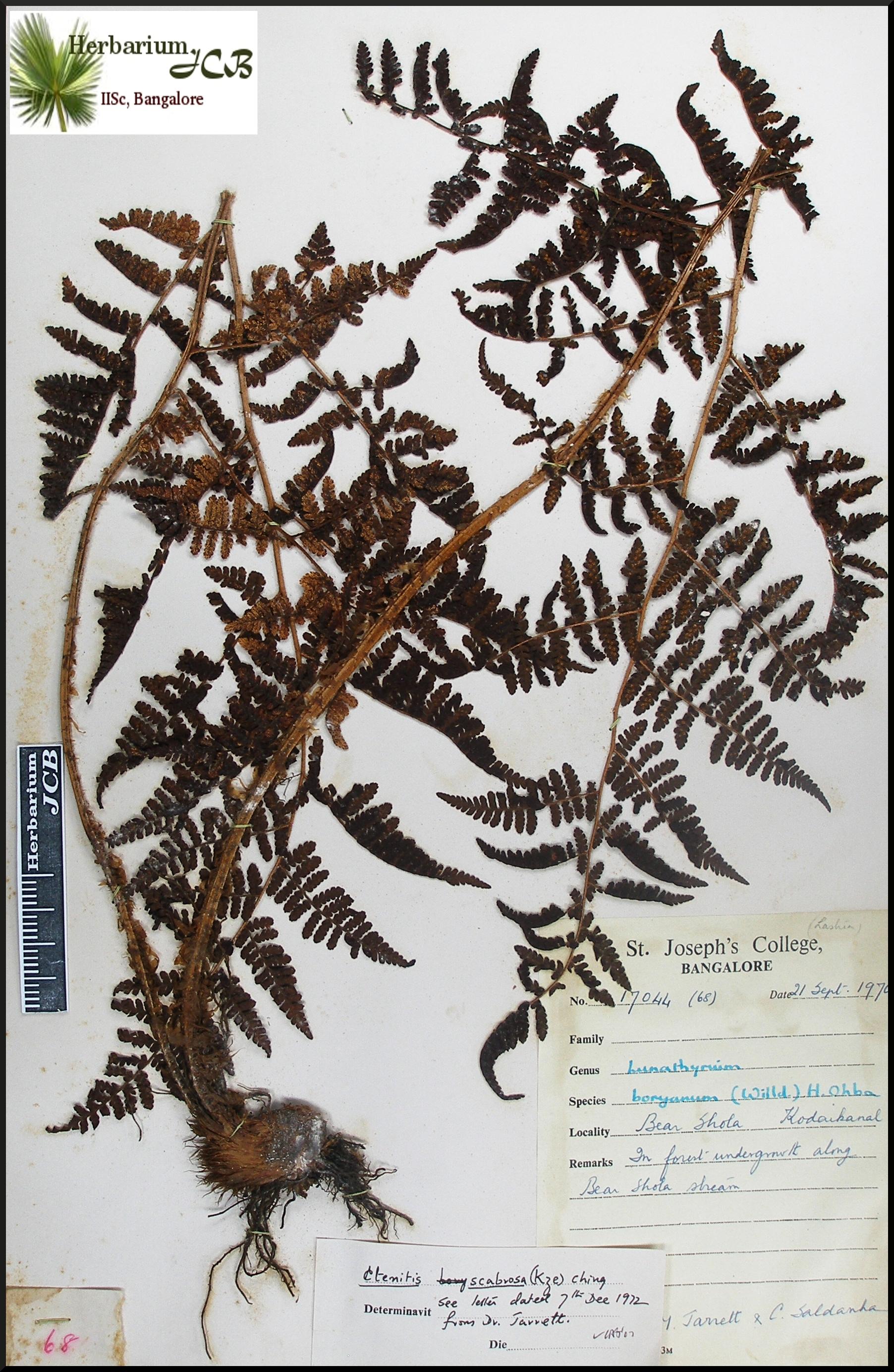 Herbarium JCB