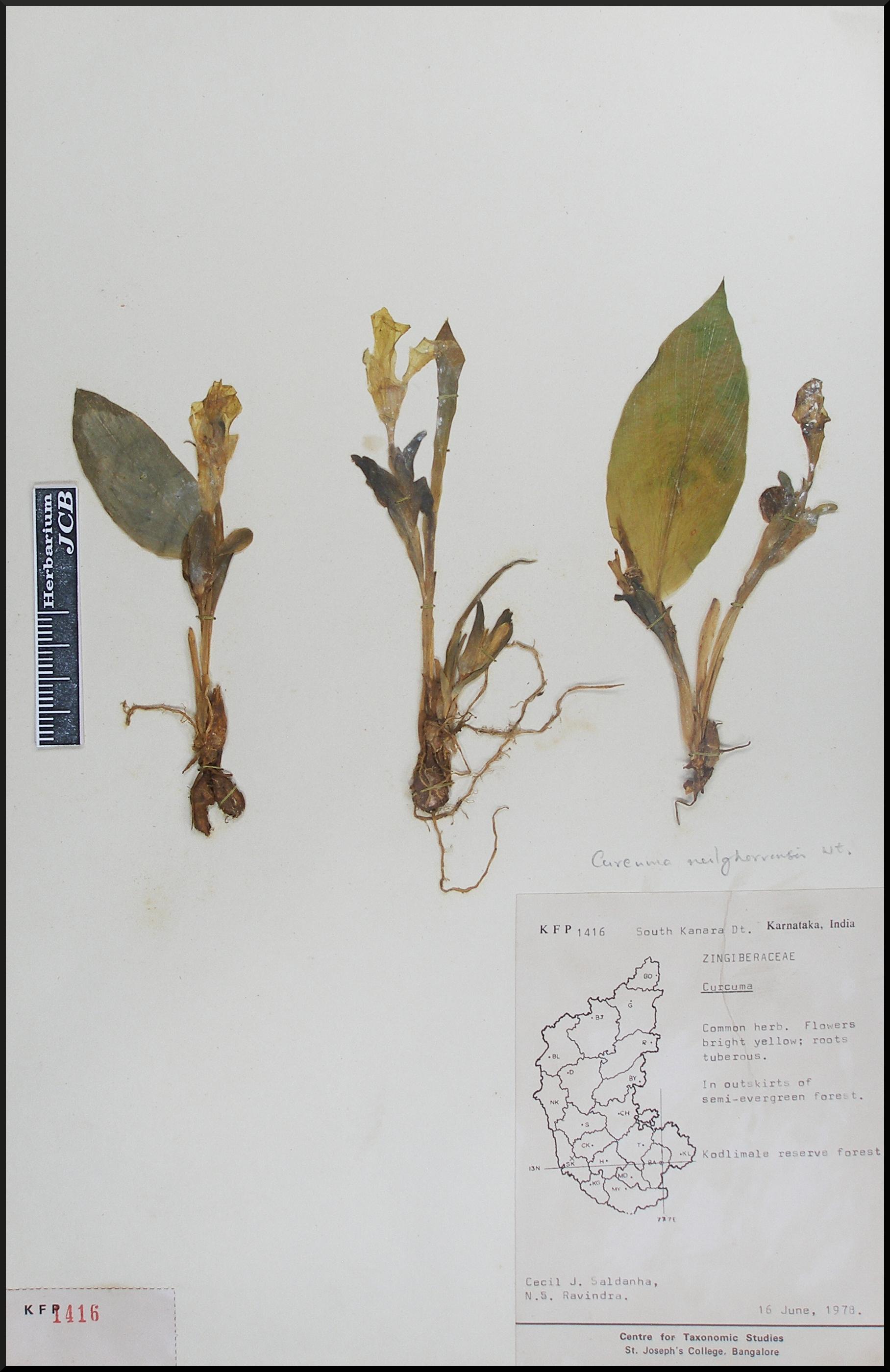 Herbarium JCB