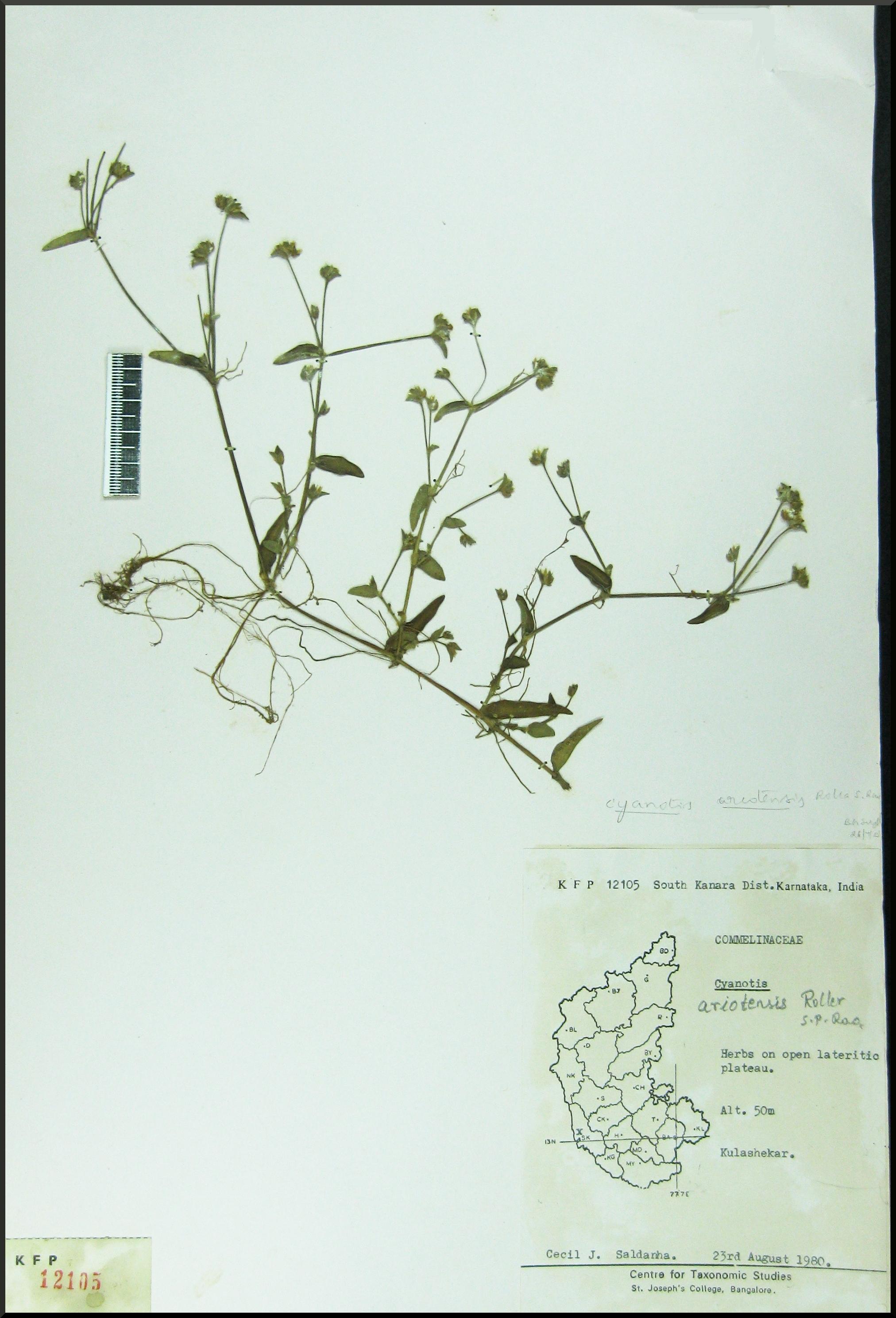 Herbarium JCB
