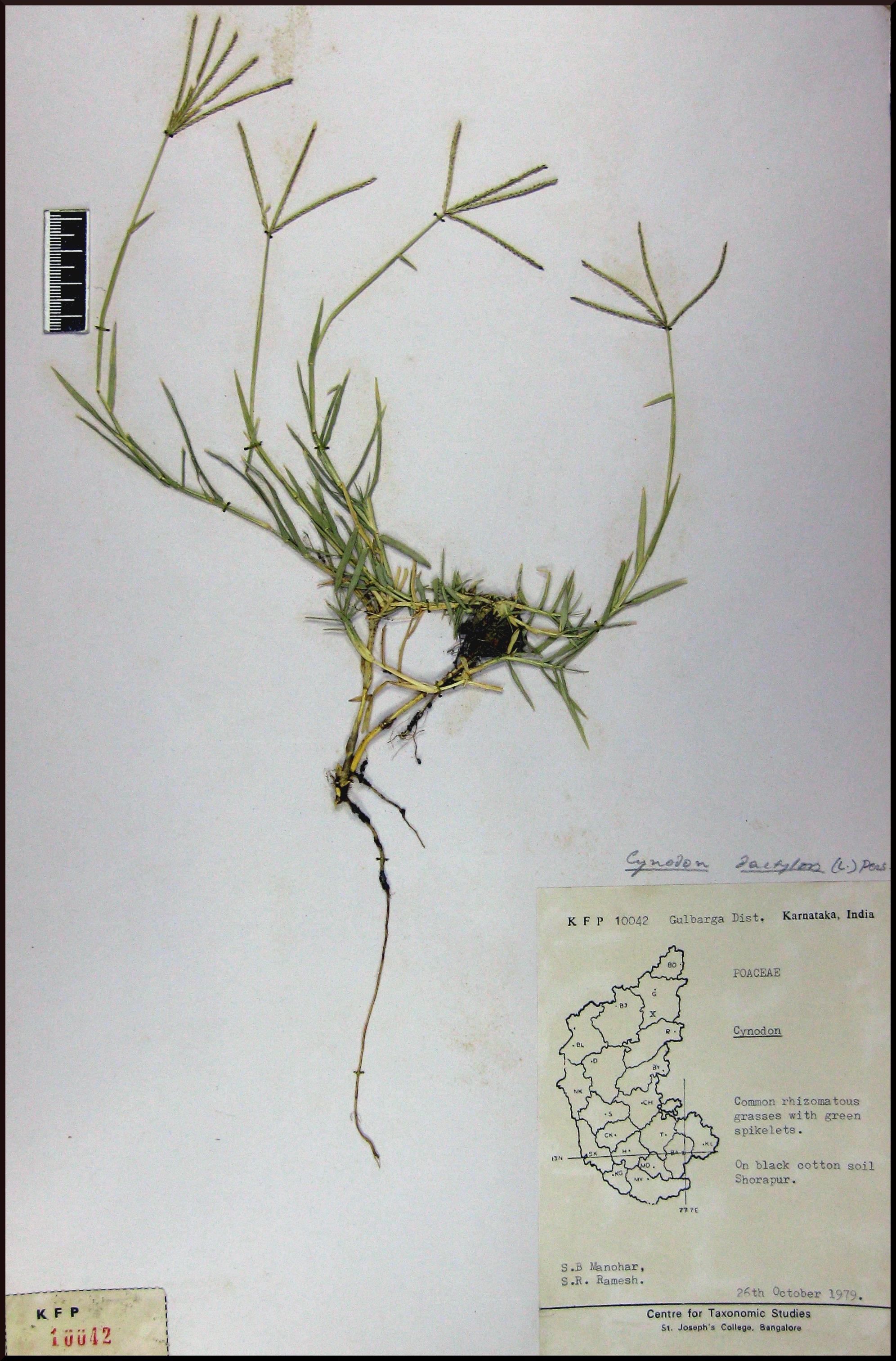 Herbarium JCB