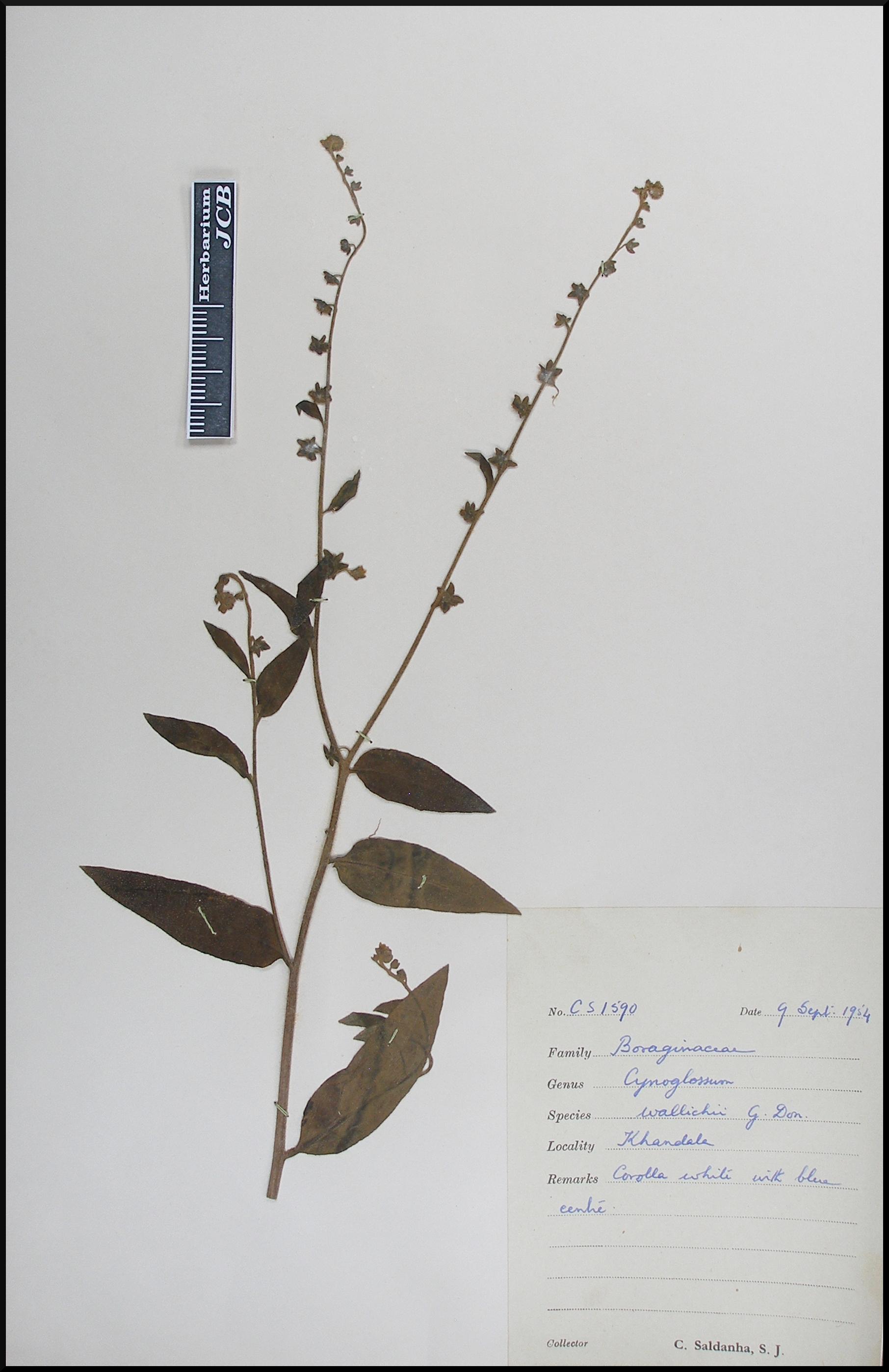 Herbarium JCB