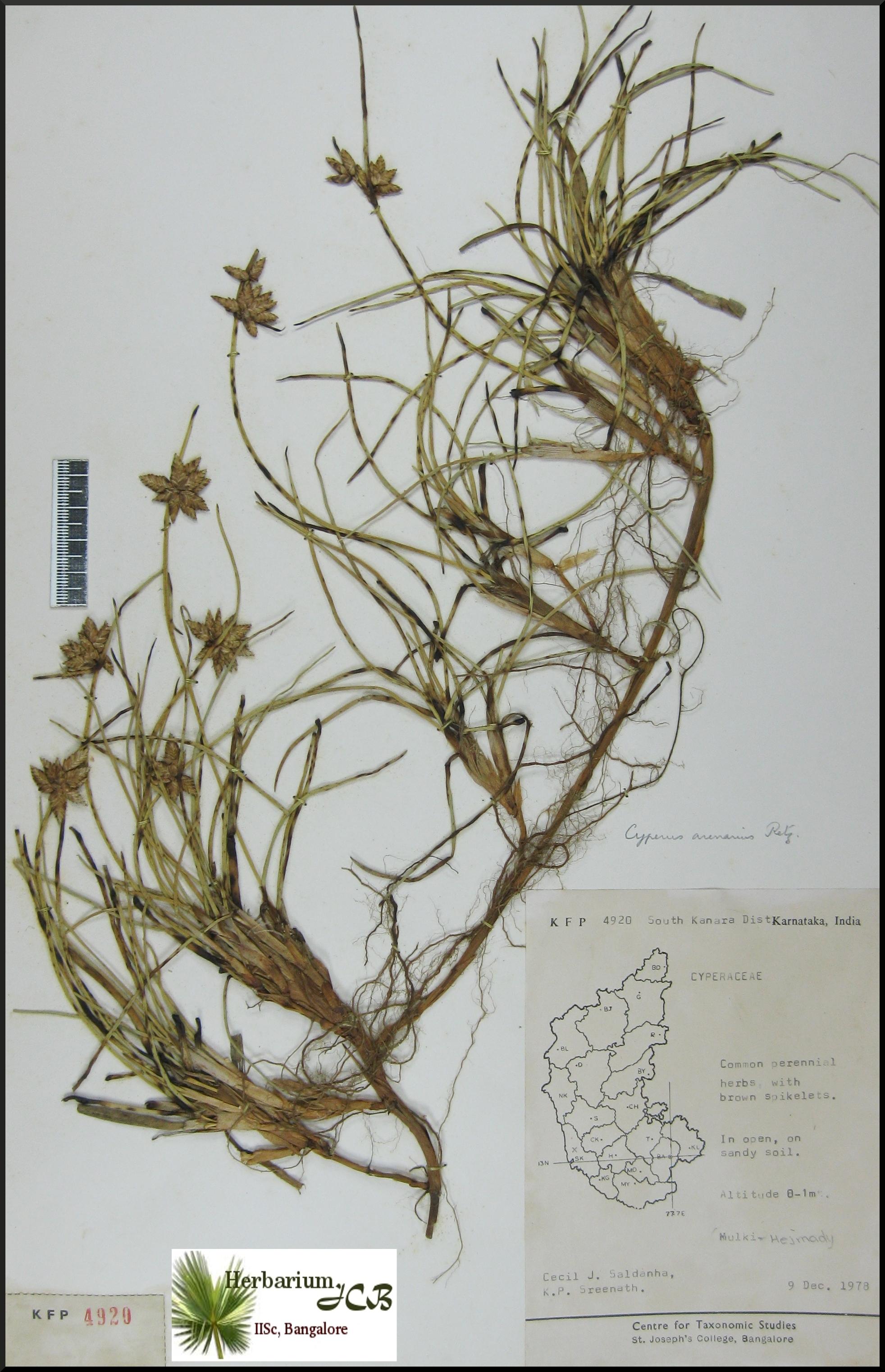 Herbarium JCB
