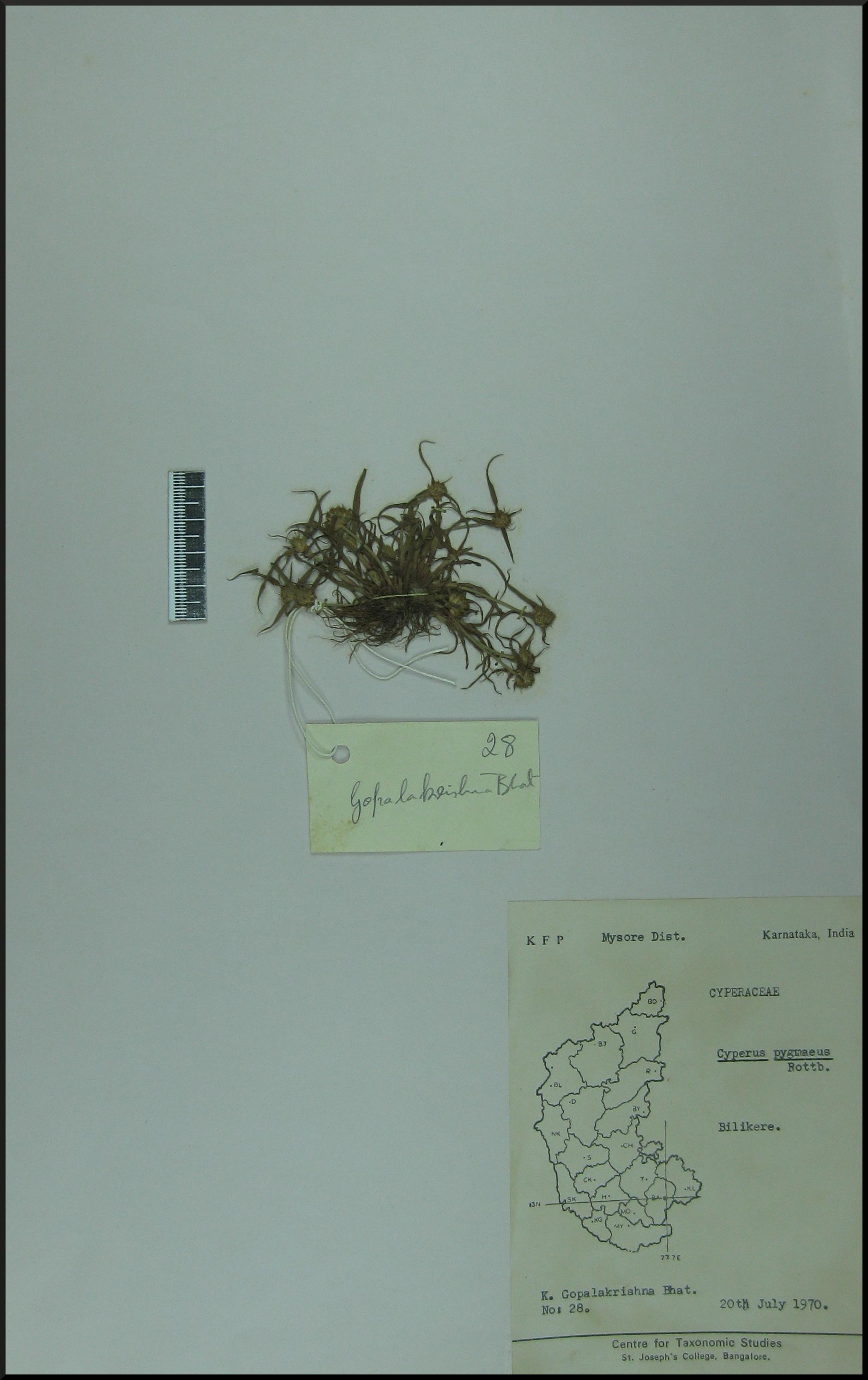 Herbarium JCB