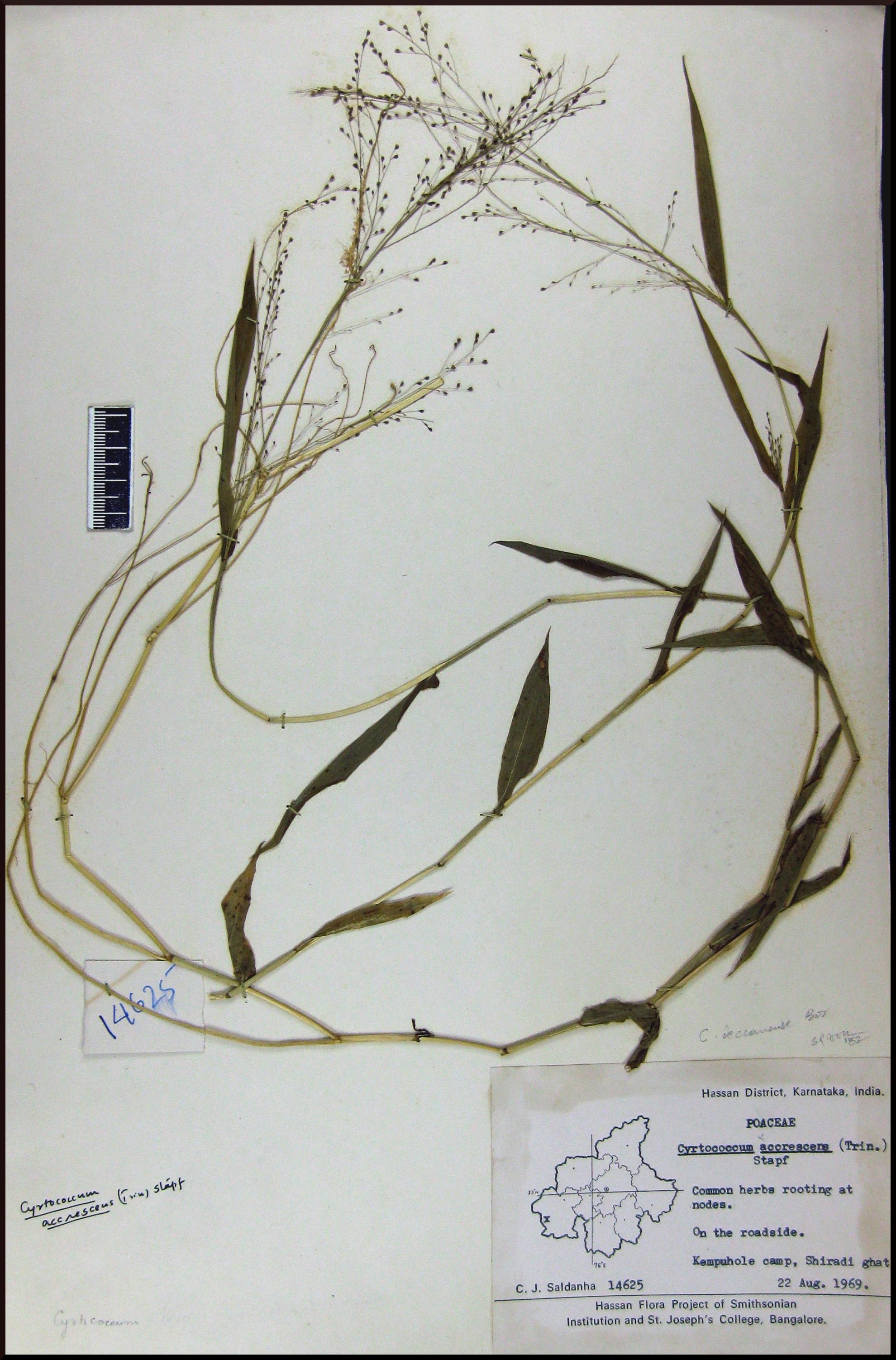 Herbarium JCB