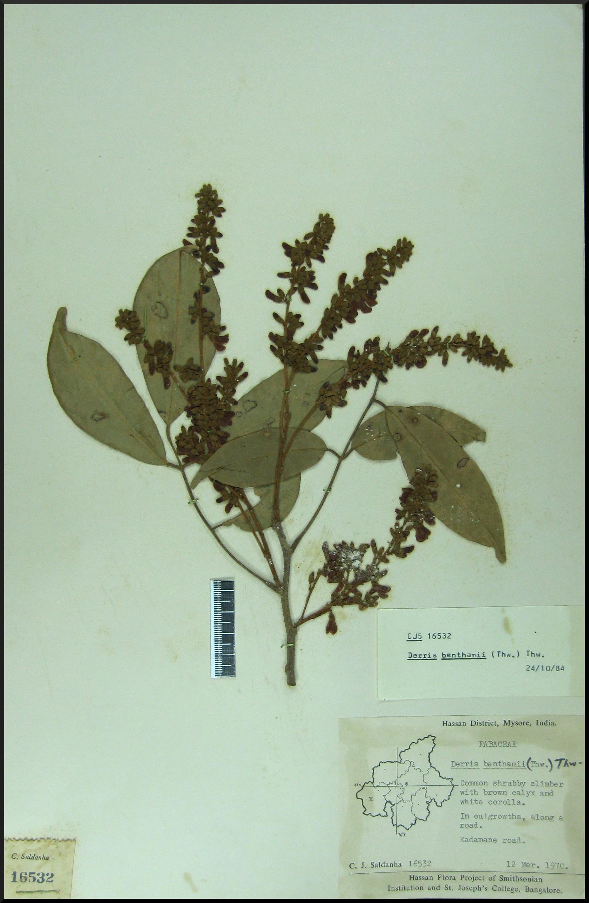 Herbarium JCB
