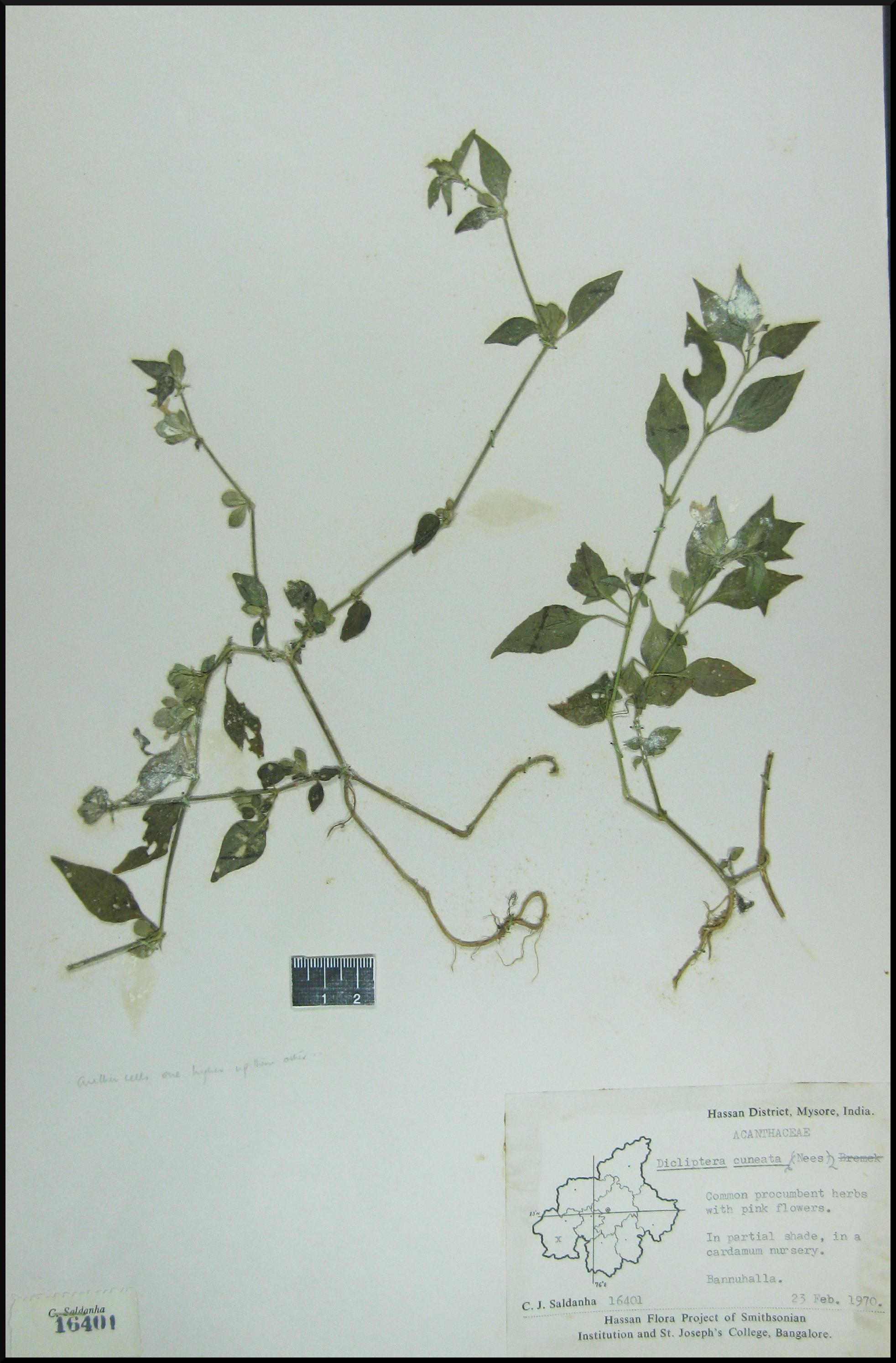 Herbarium JCB