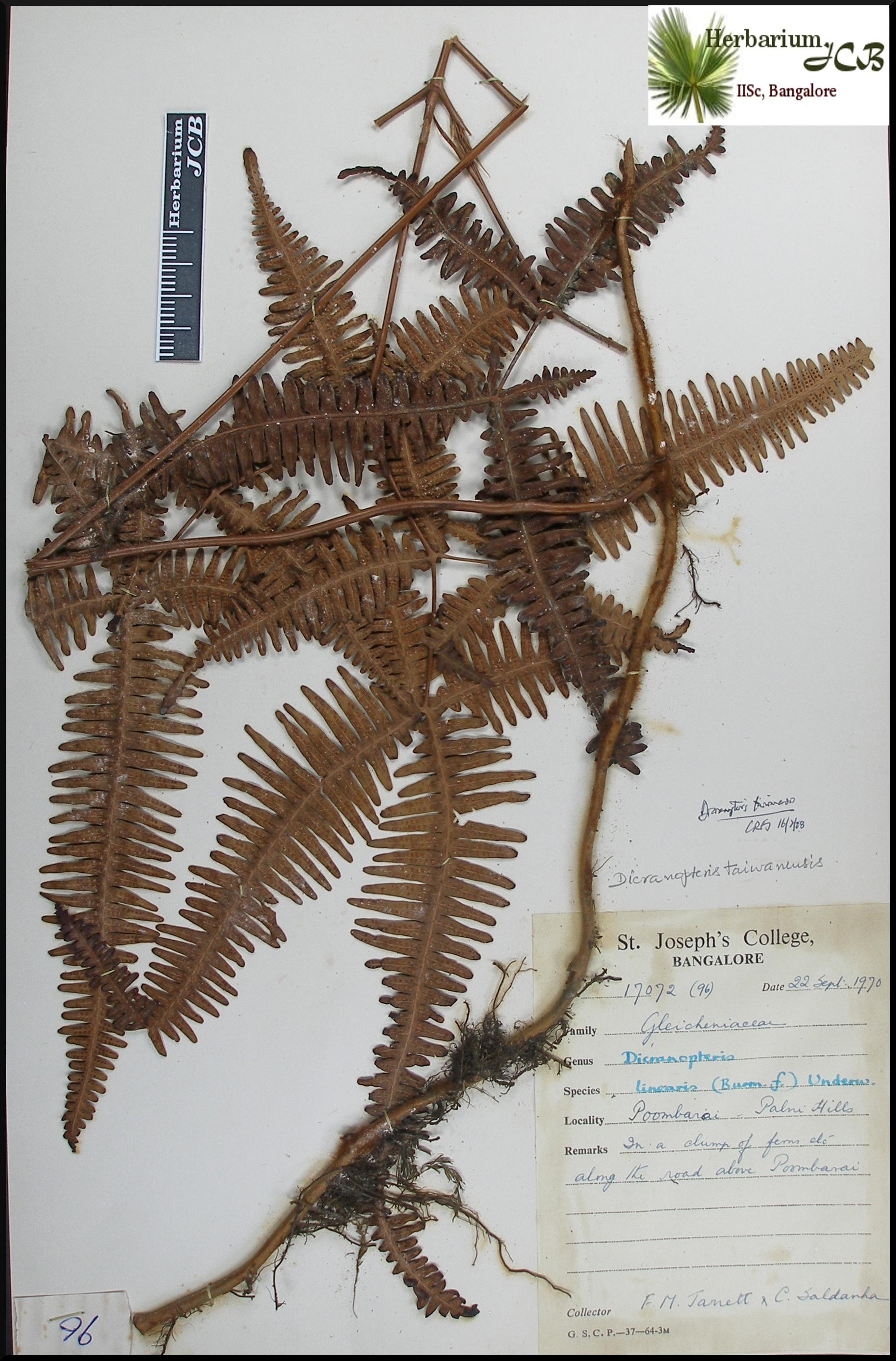 Herbarium JCB