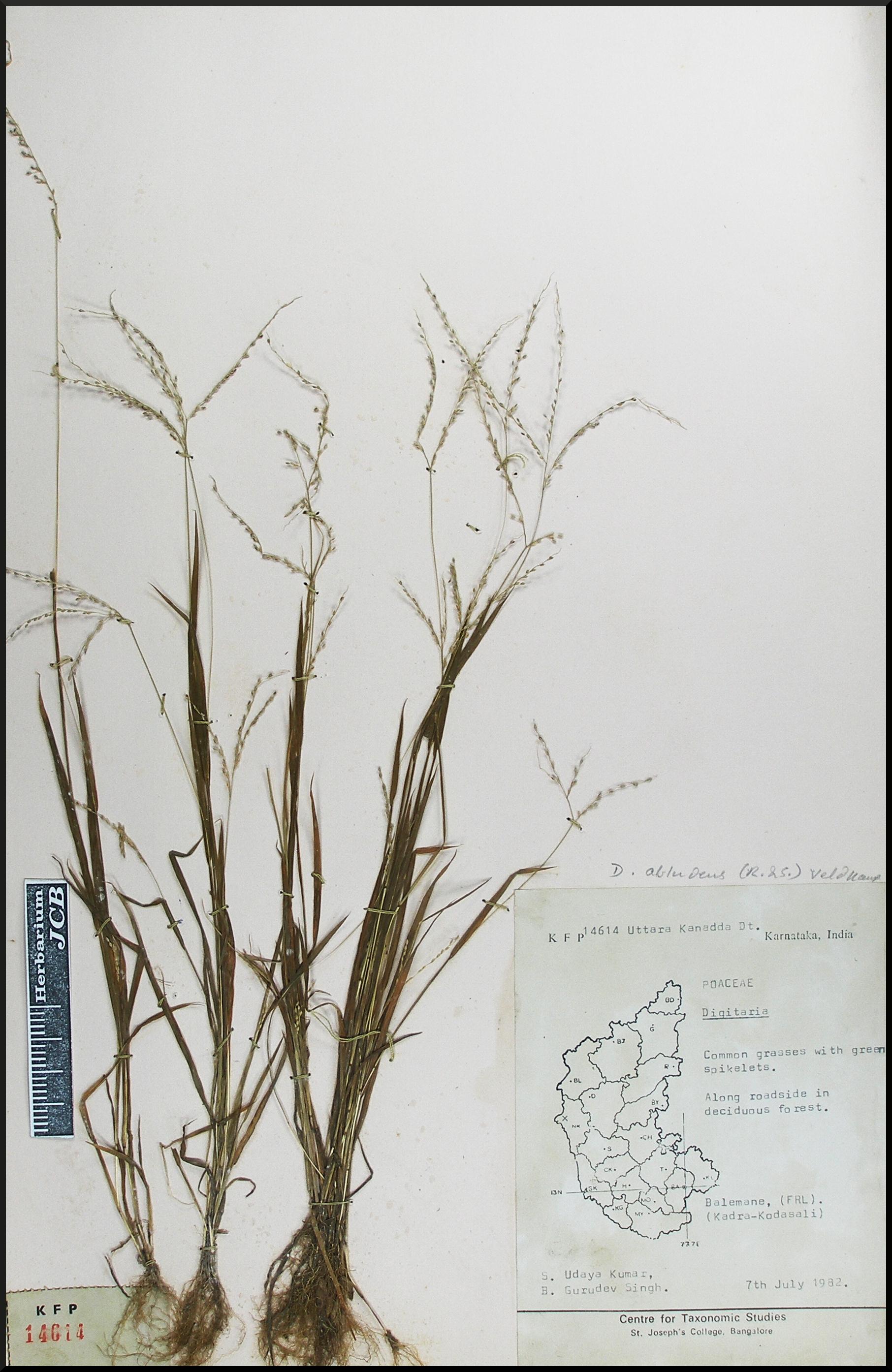 Herbarium JCB