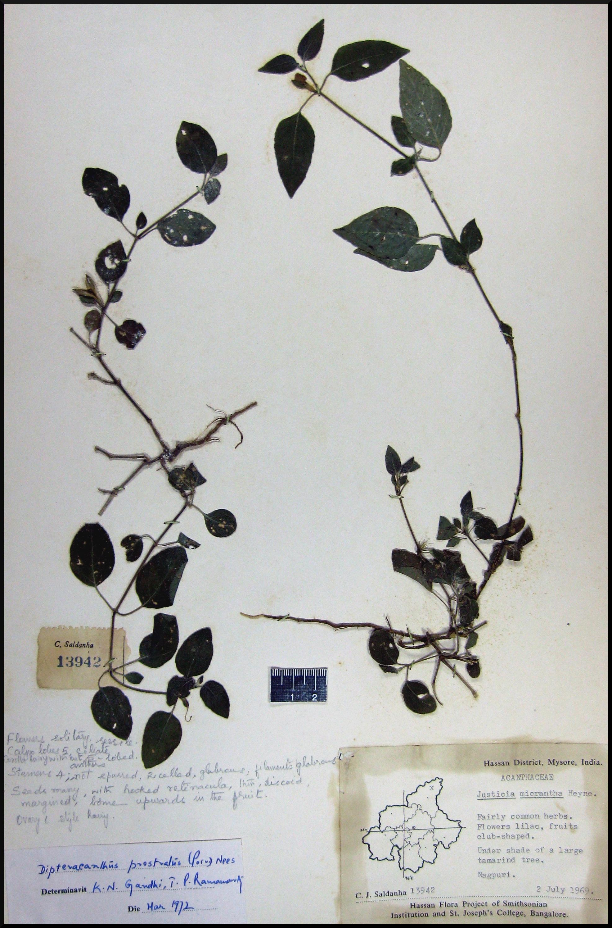 Herbarium JCB