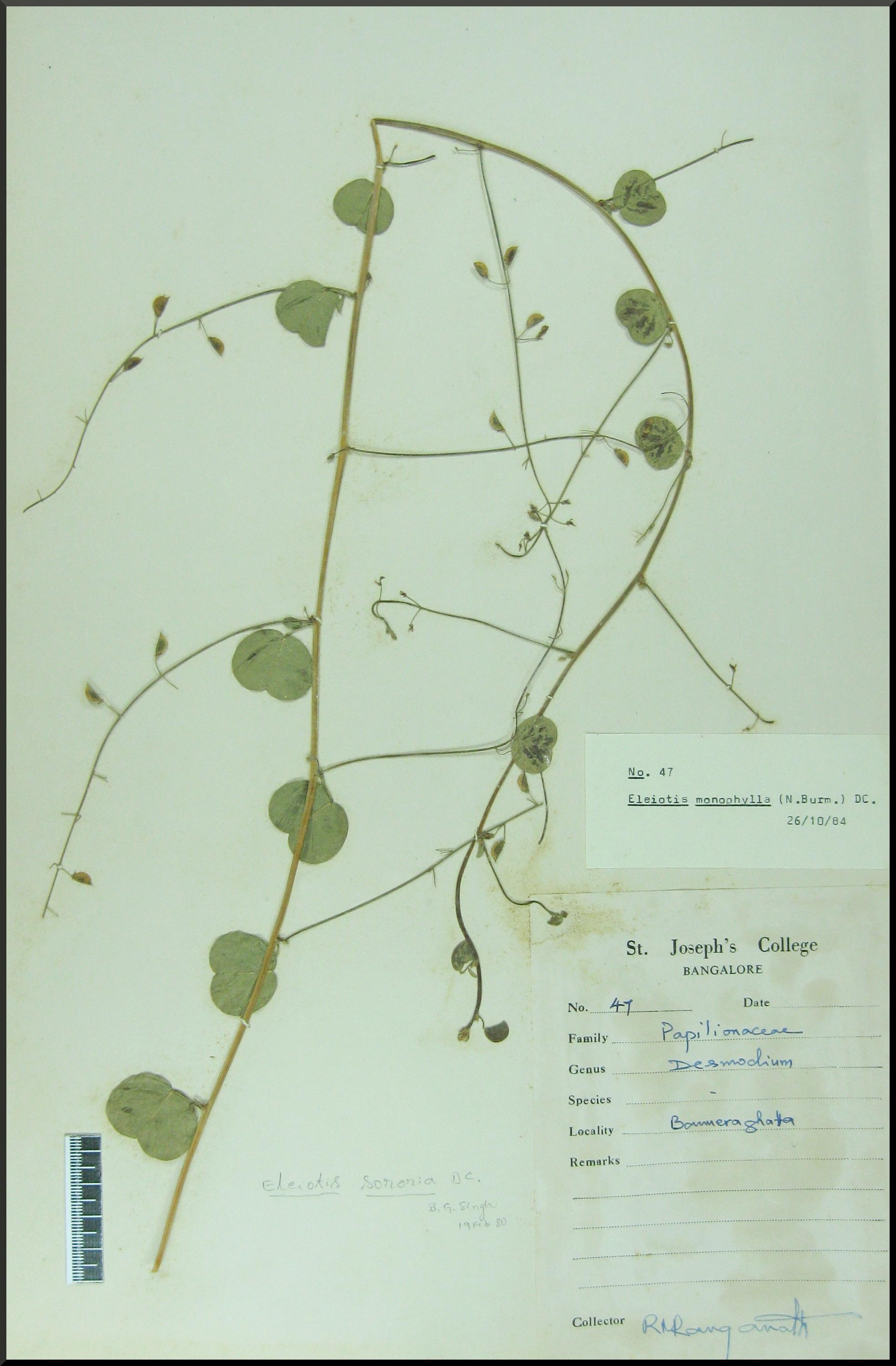 Herbarium JCB