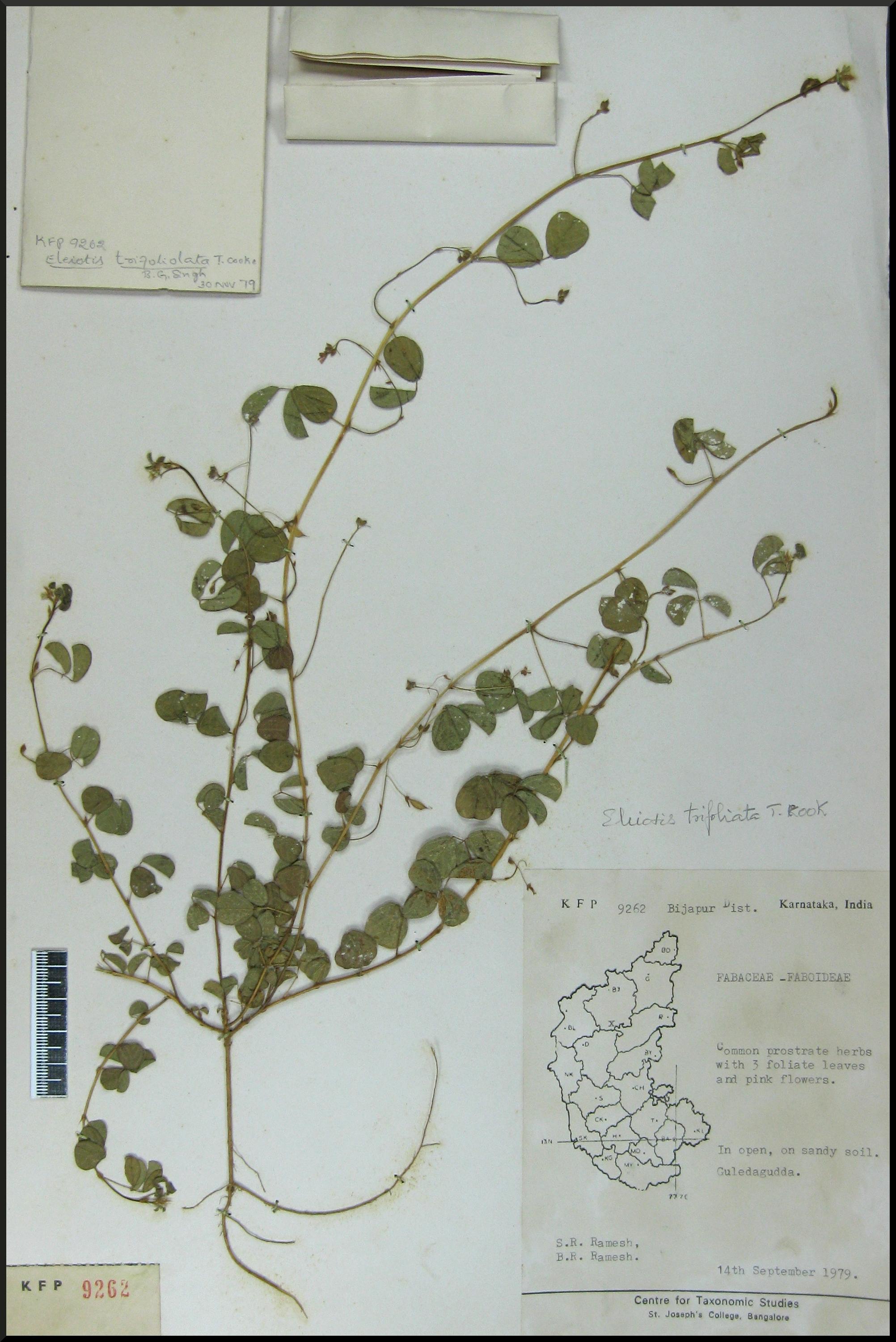 Herbarium JCB