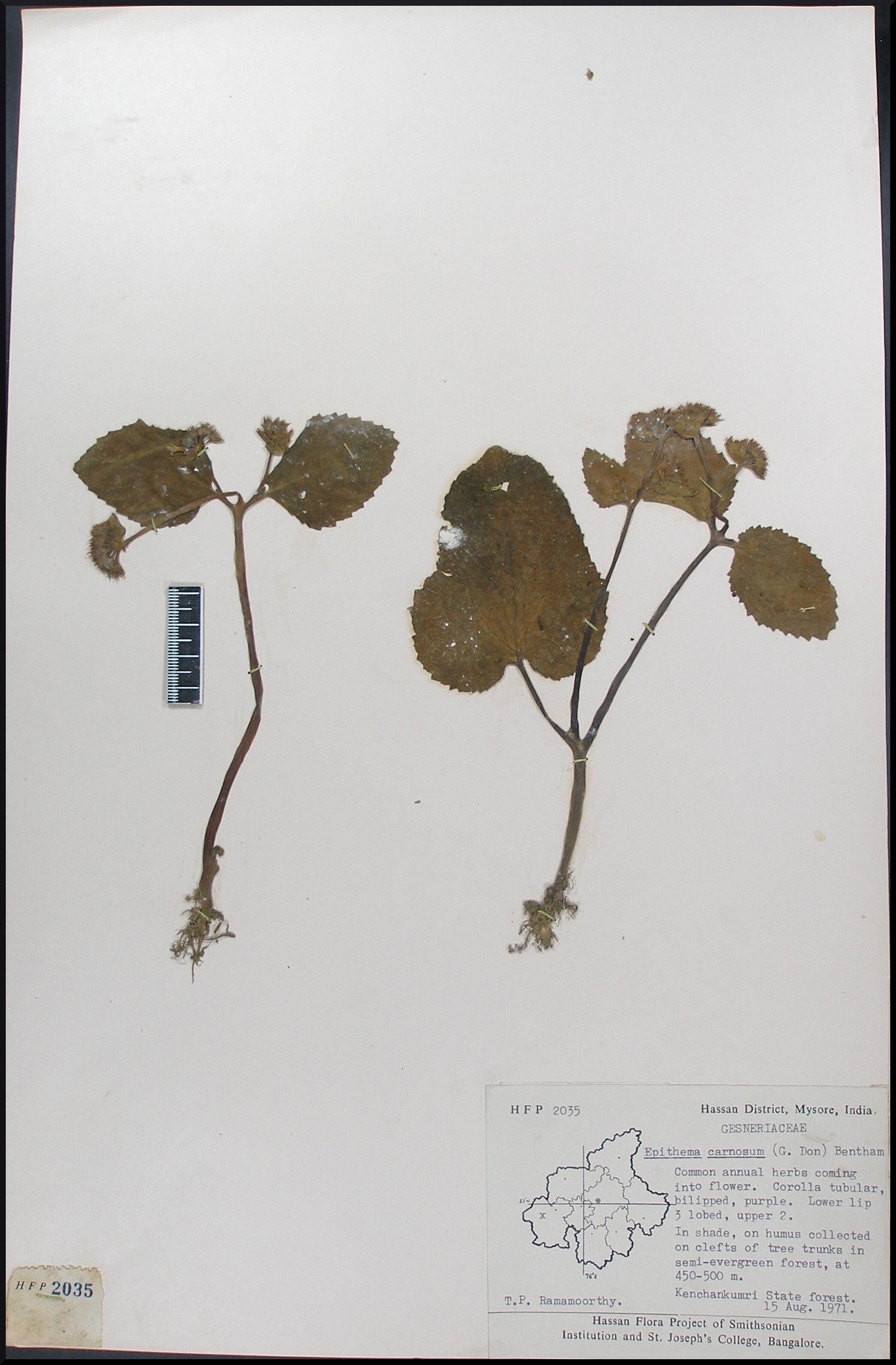 Herbarium JCB