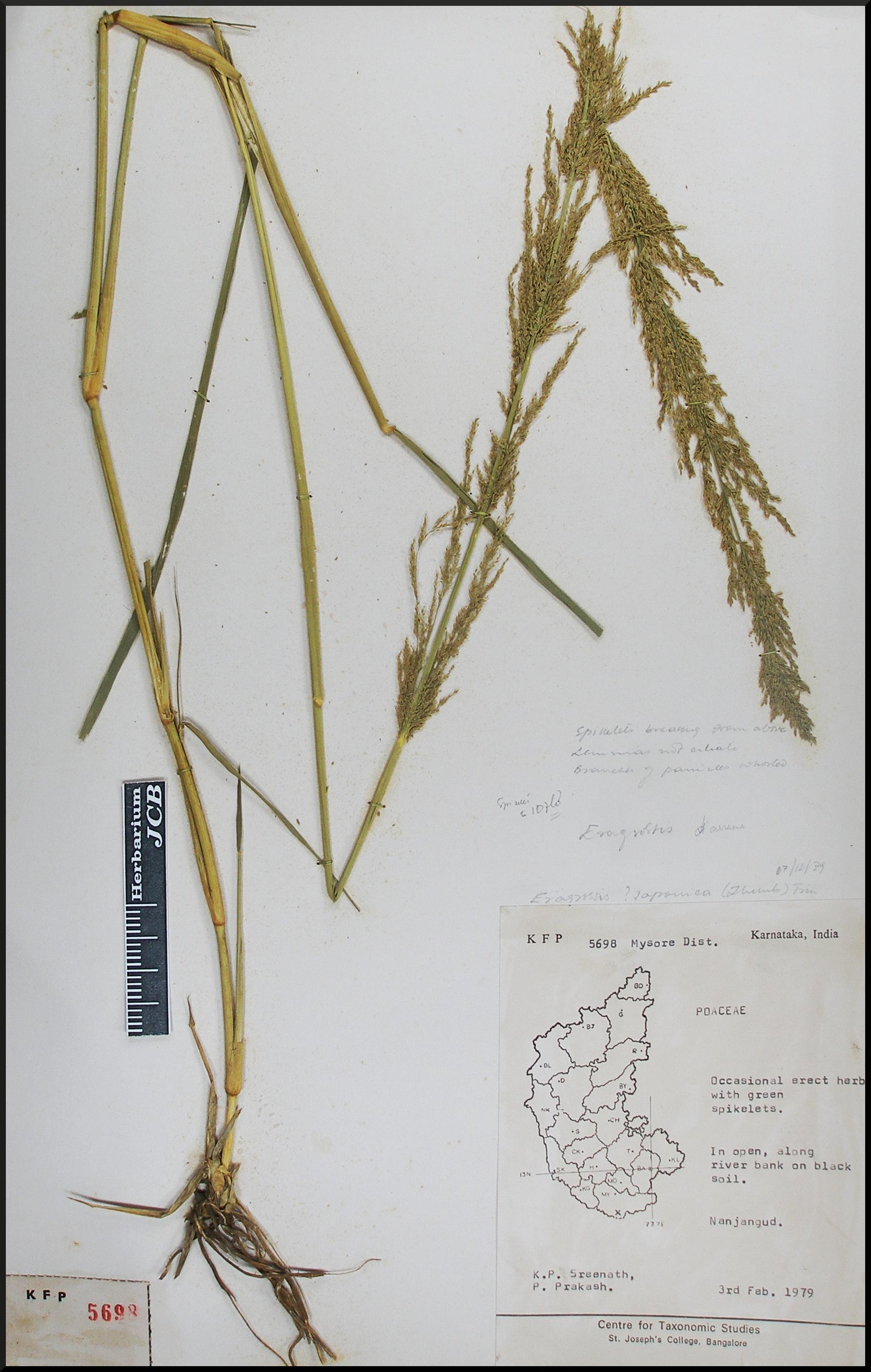 Herbarium JCB