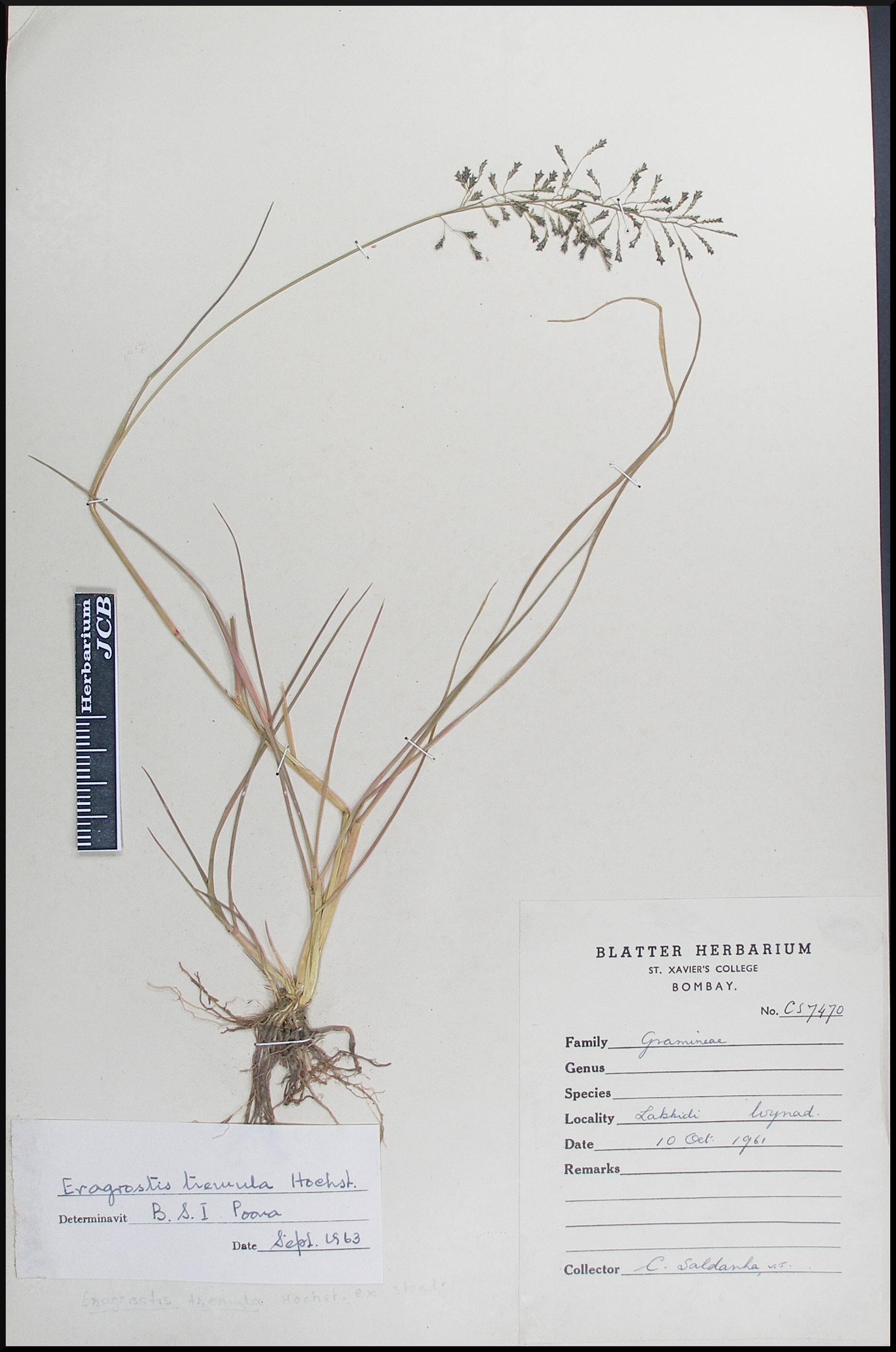 Herbarium JCB