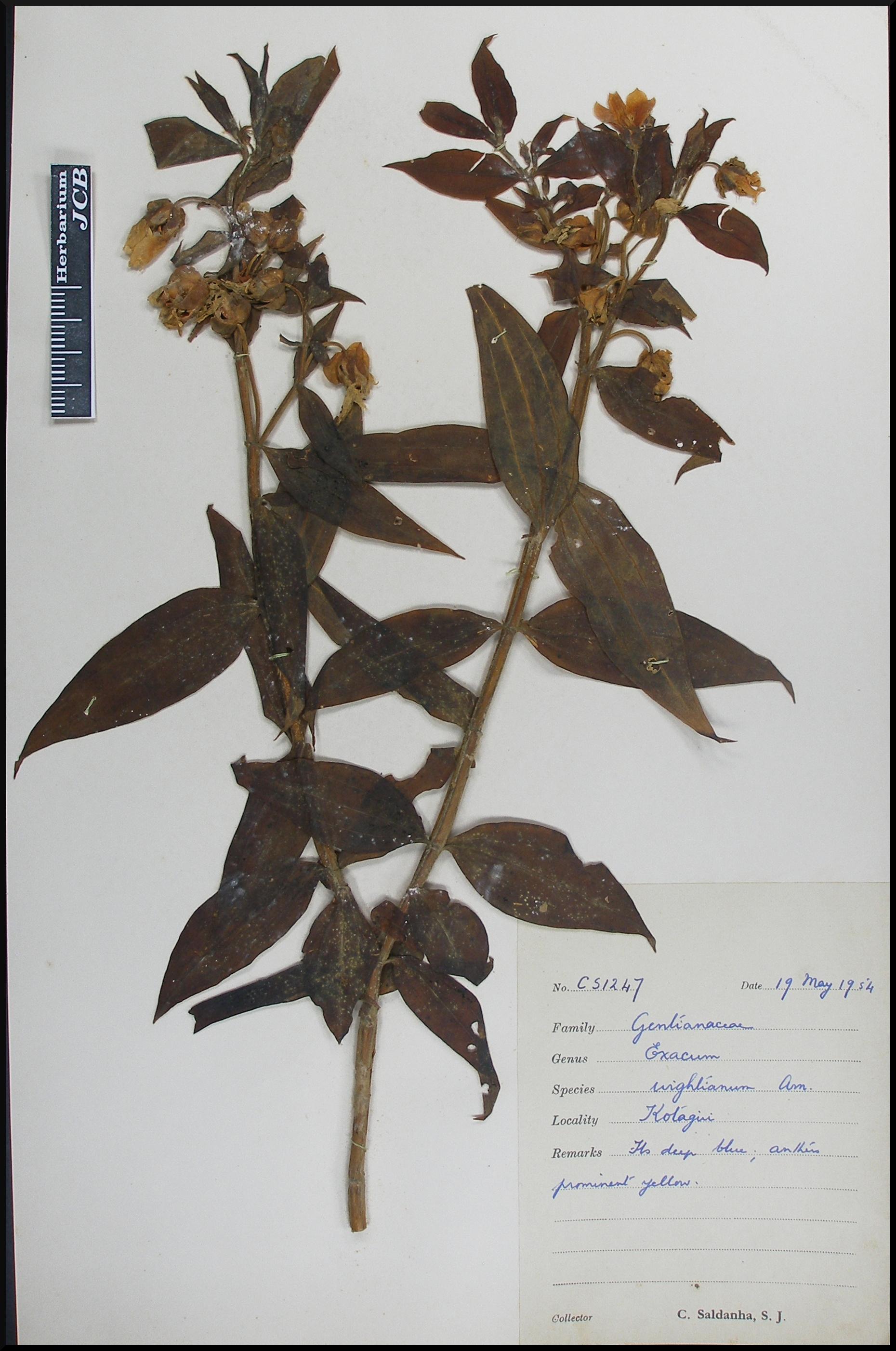 Herbarium JCB