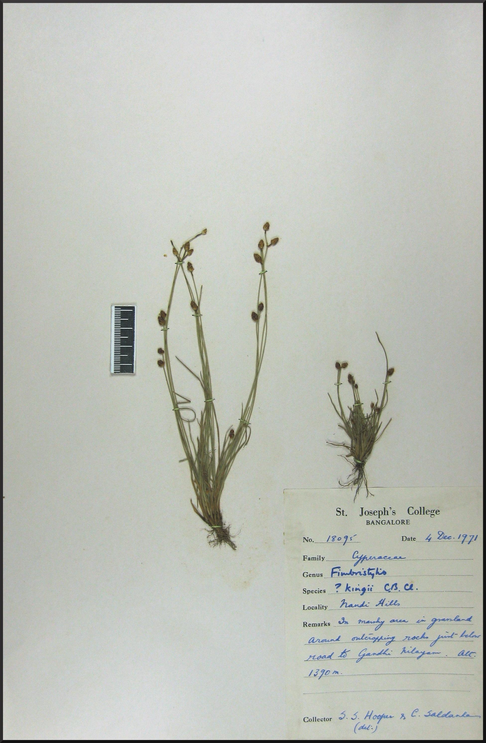 Herbarium JCB