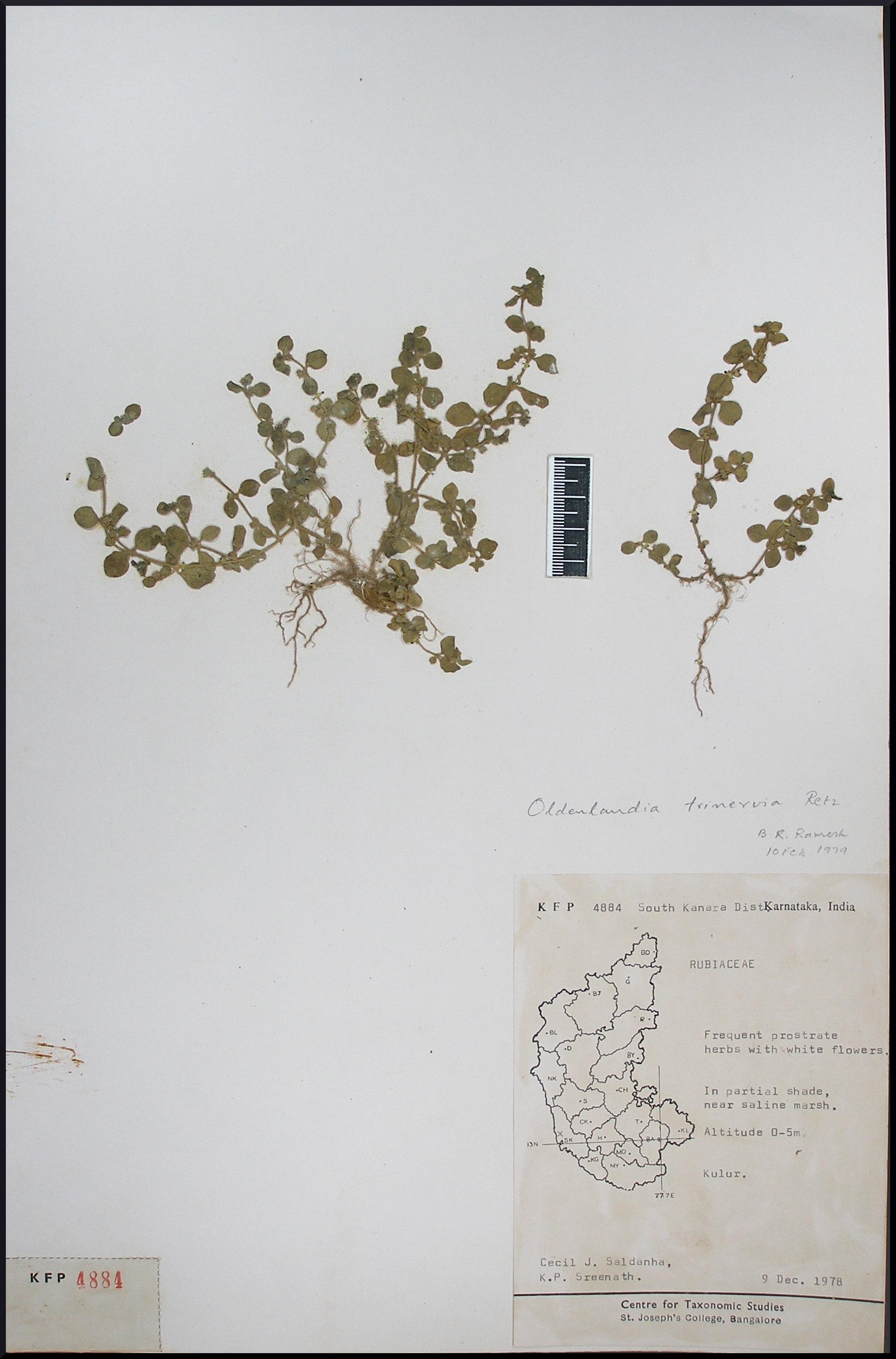Herbarium JCB