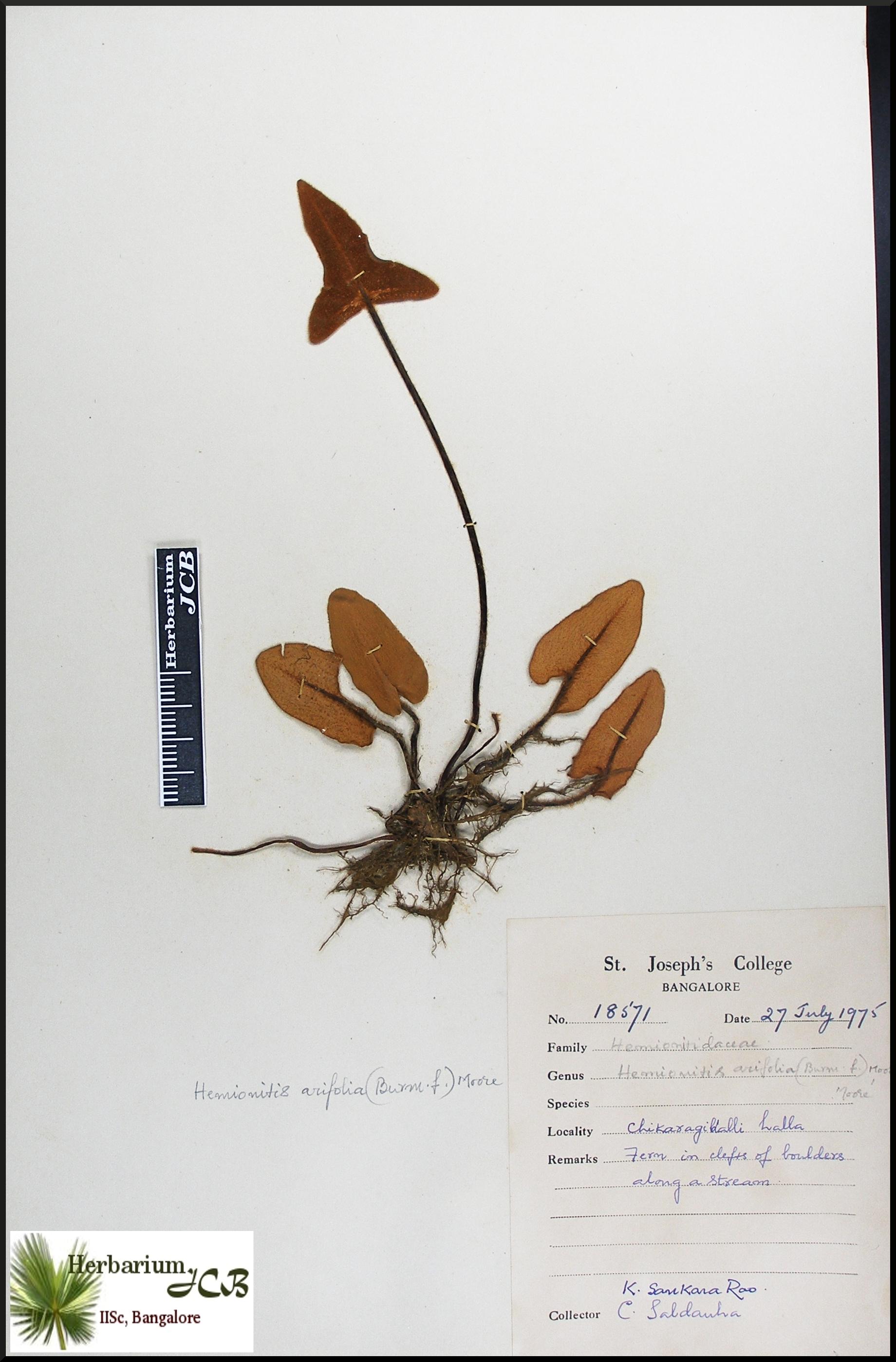Herbarium JCB