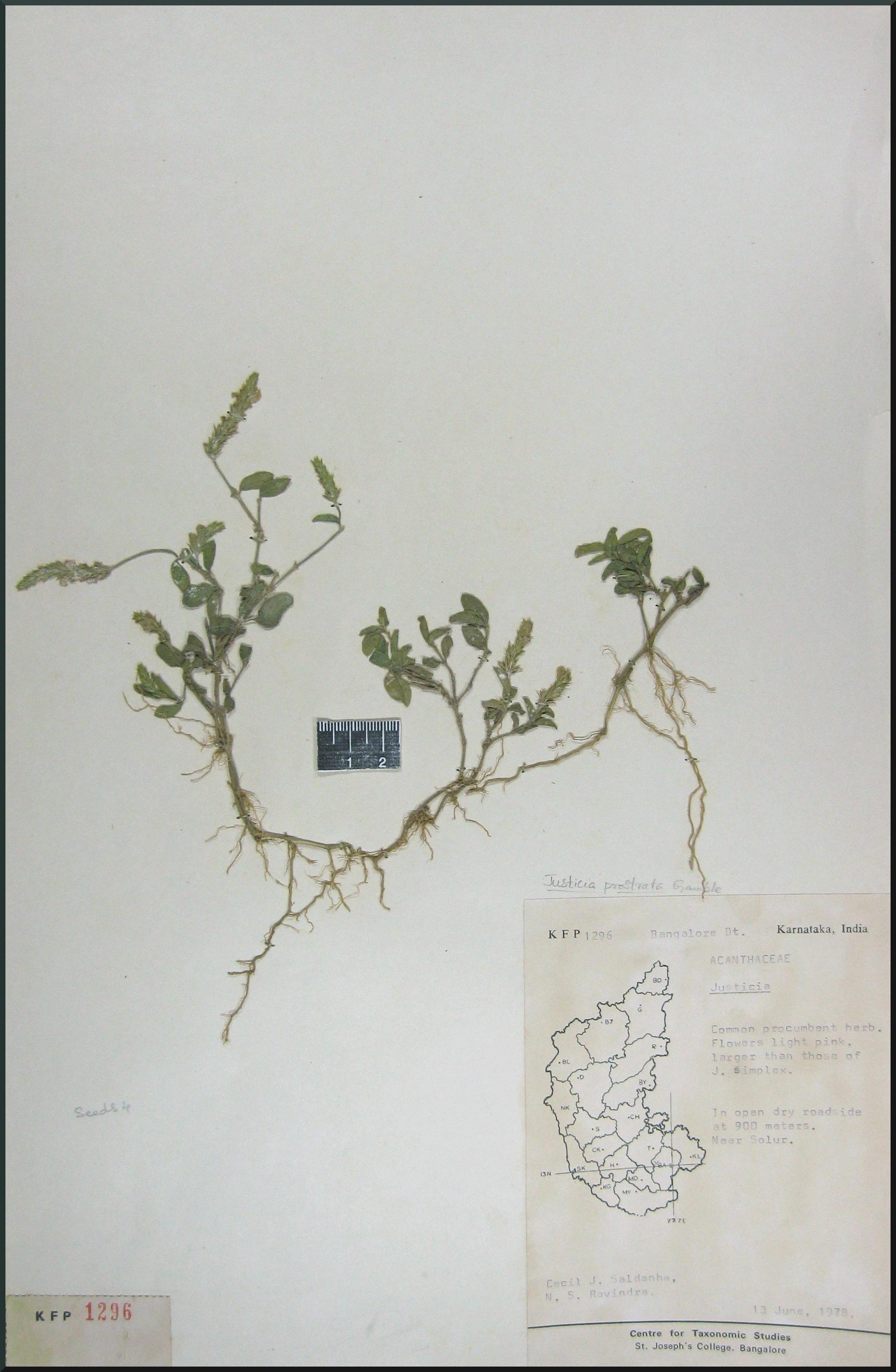 Herbarium JCB