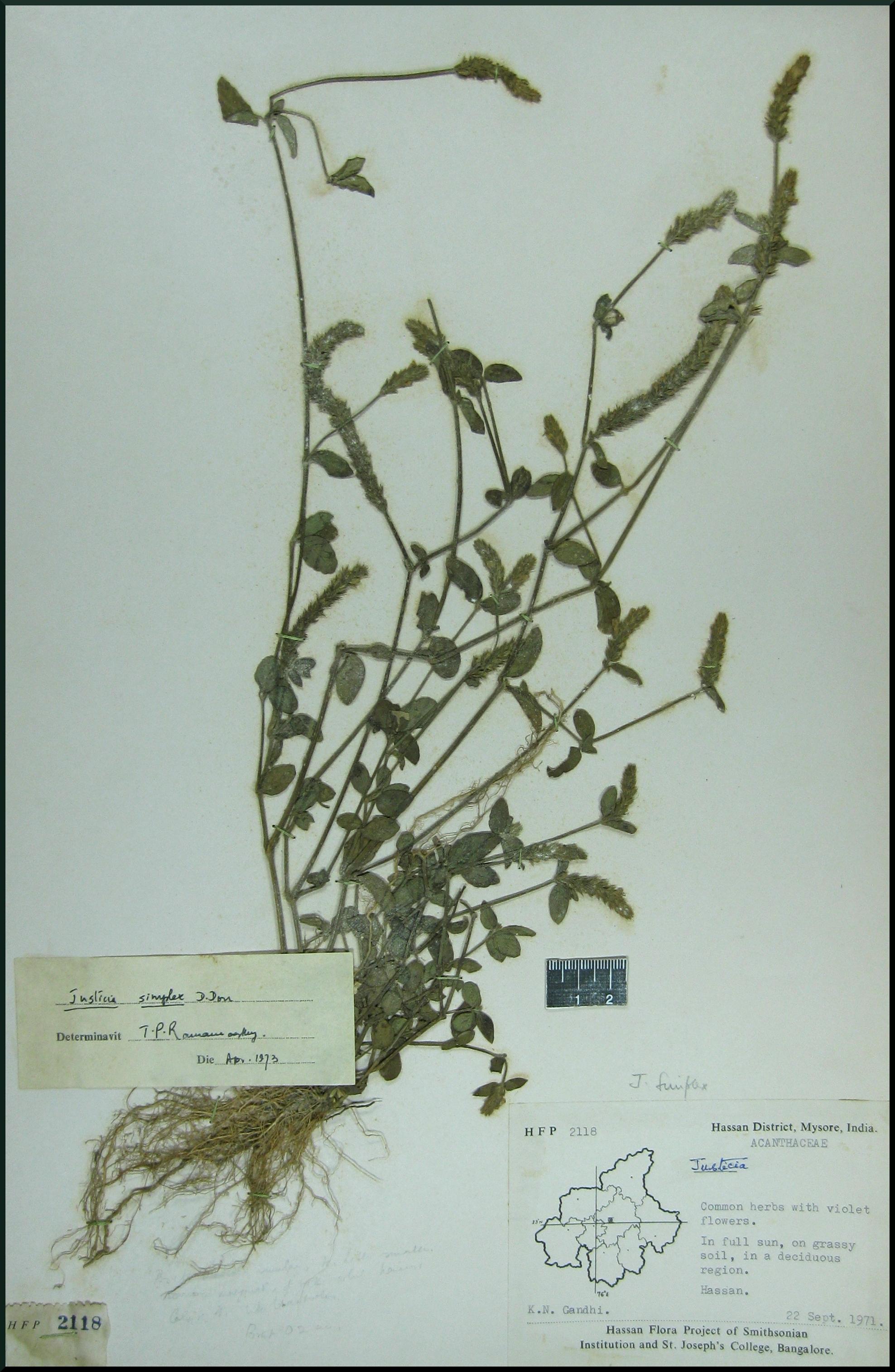 Herbarium JCB