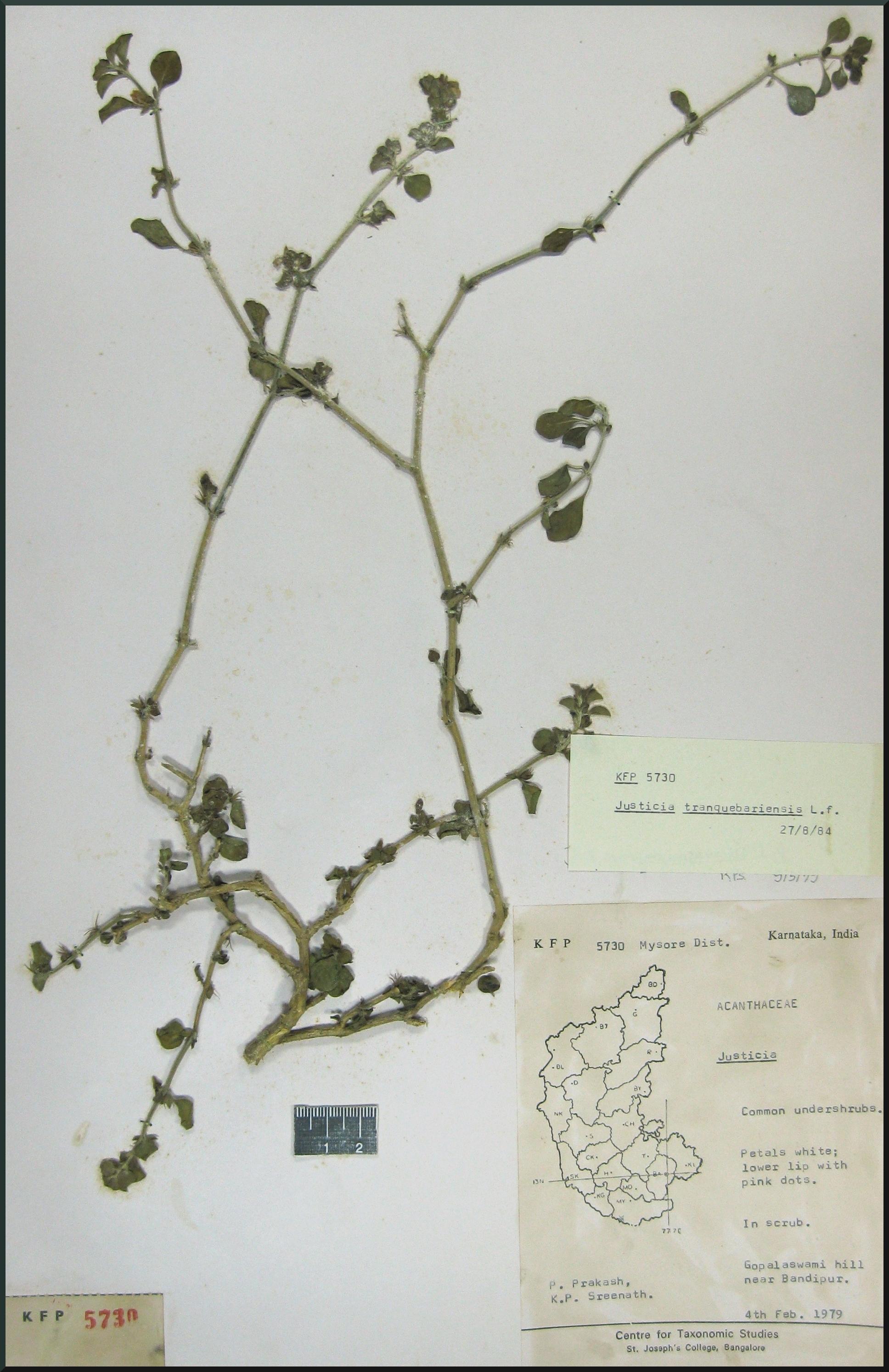 Herbarium JCB