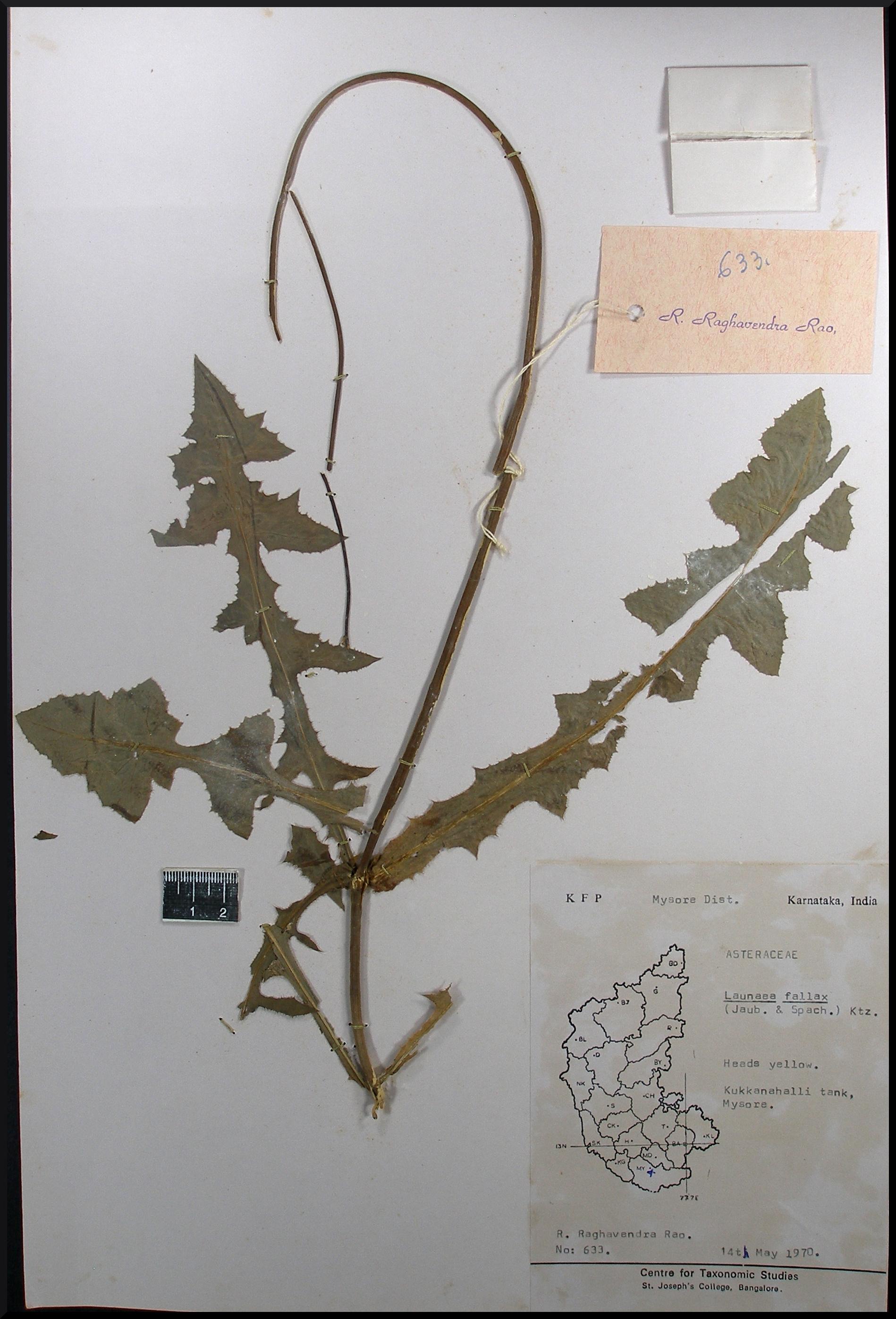 Herbarium JCB