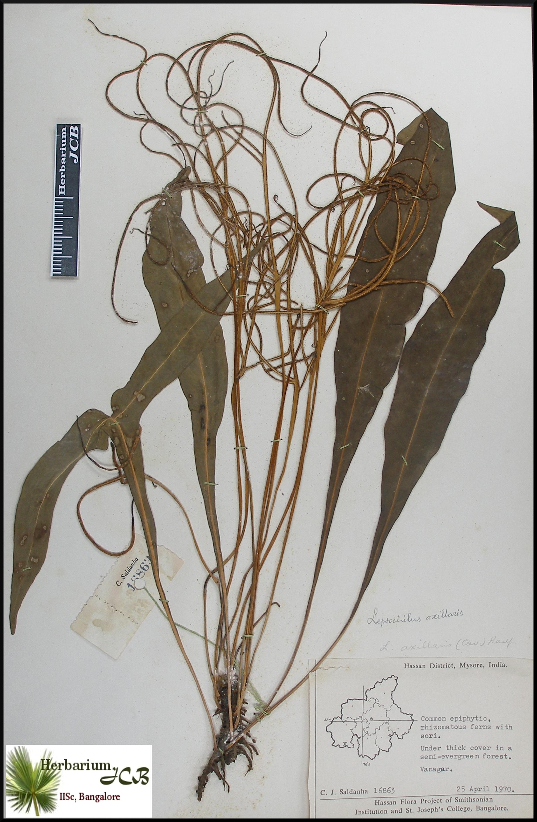 Herbarium JCB