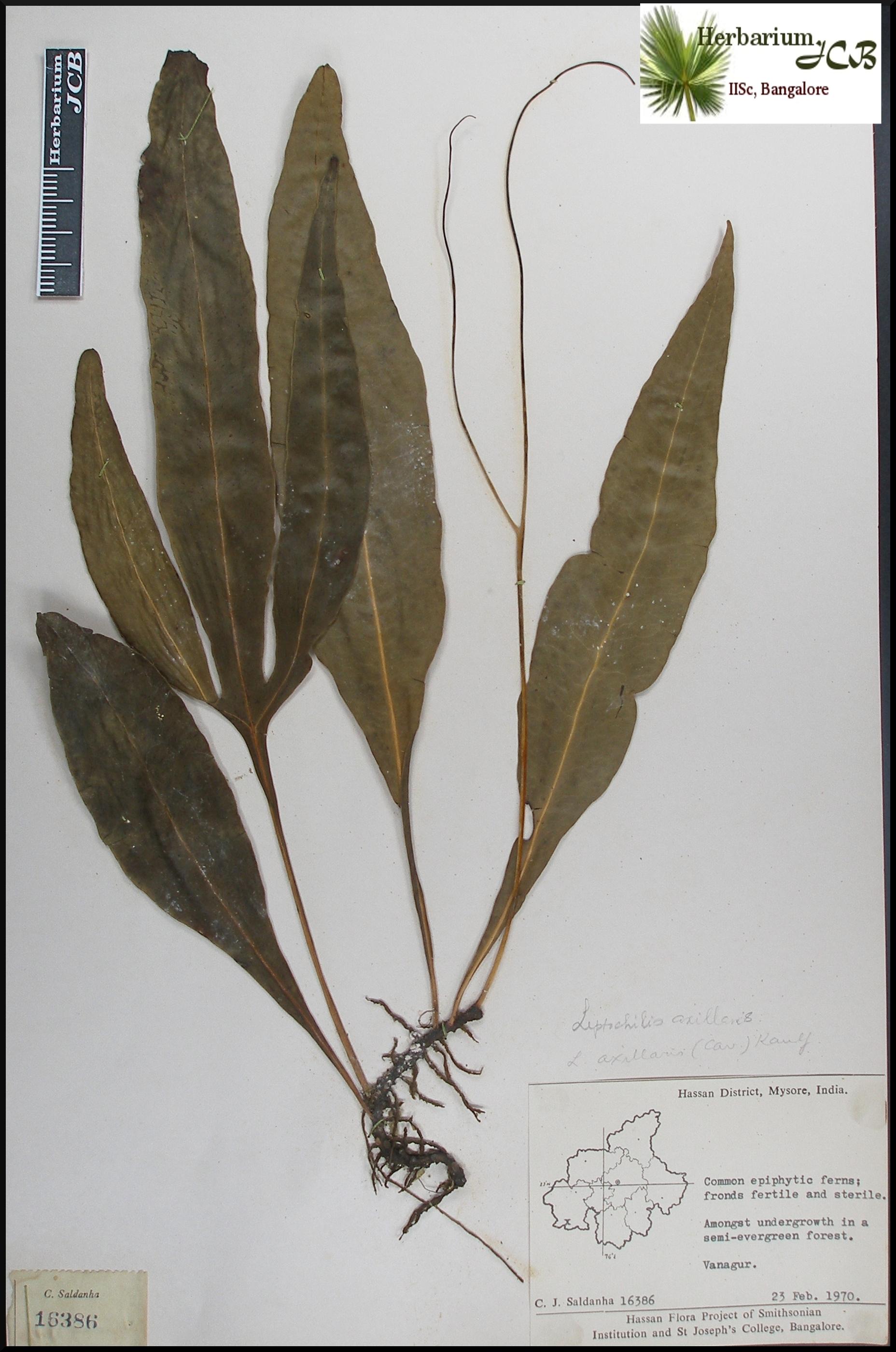 Herbarium JCB