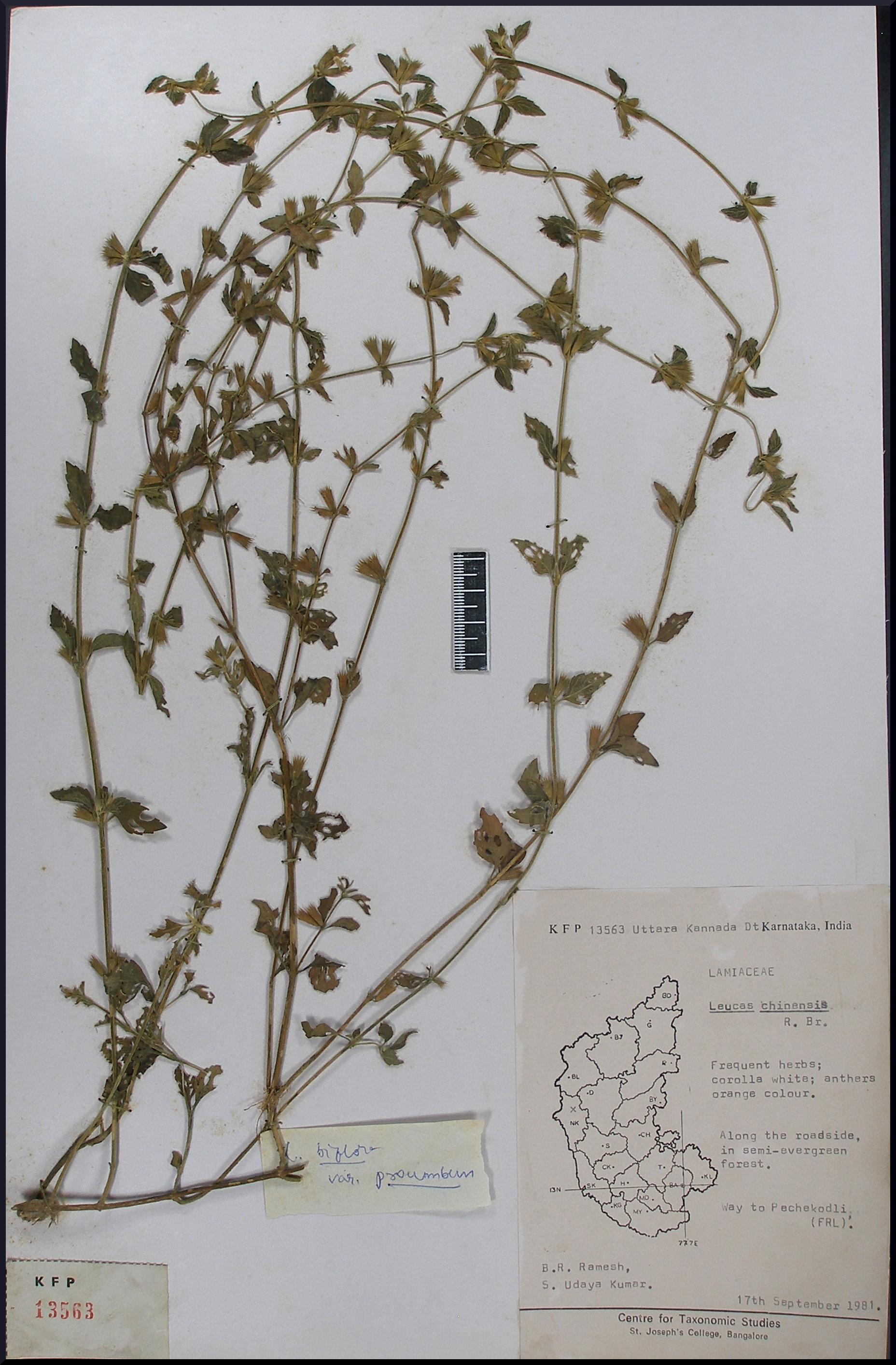 Herbarium JCB
