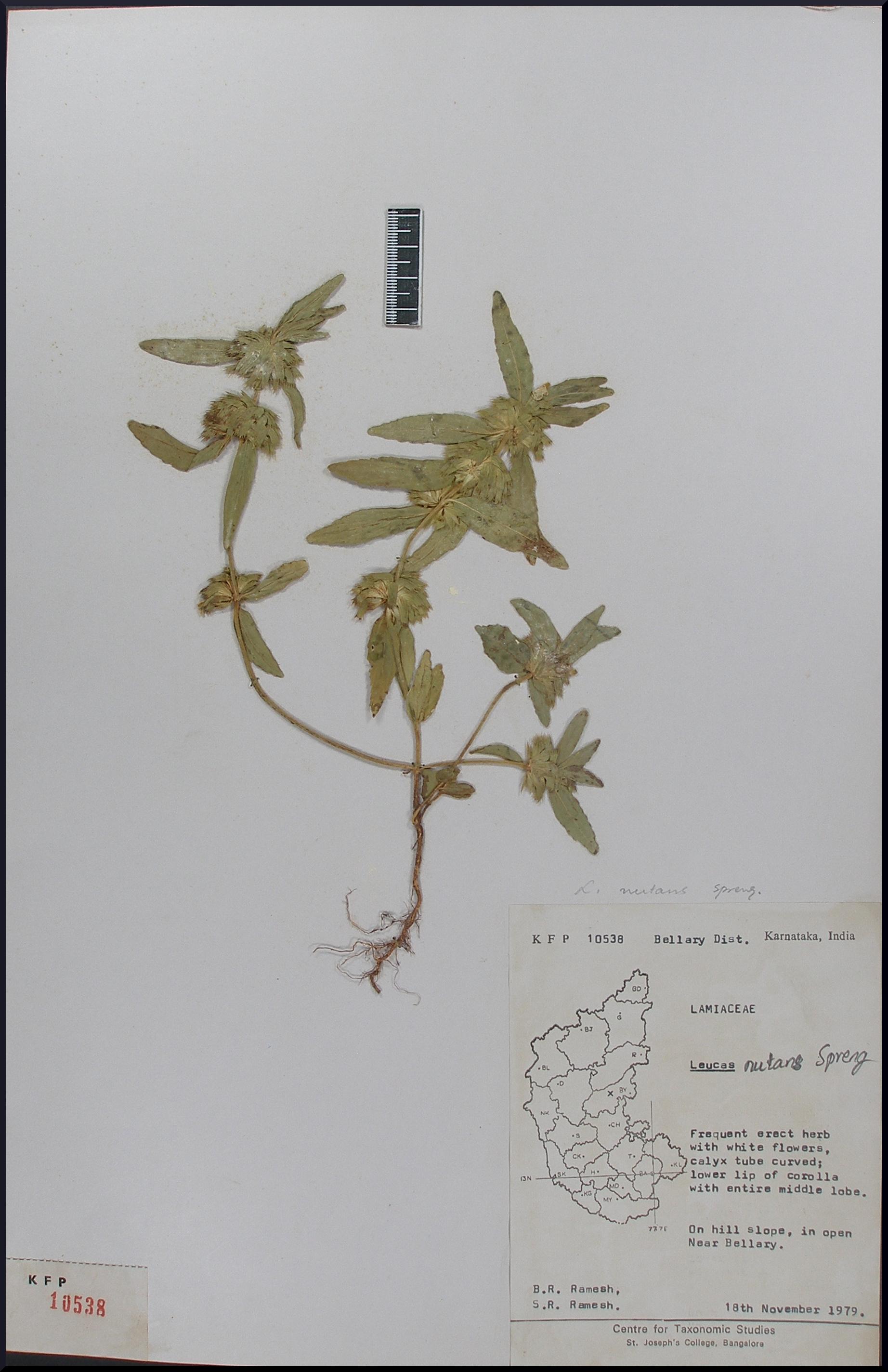 Herbarium JCB