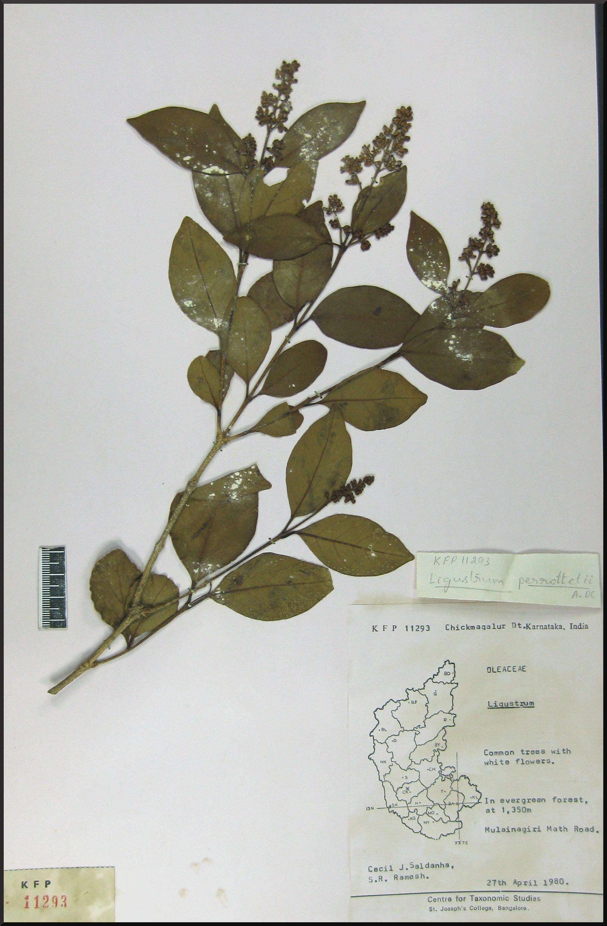 Herbarium JCB